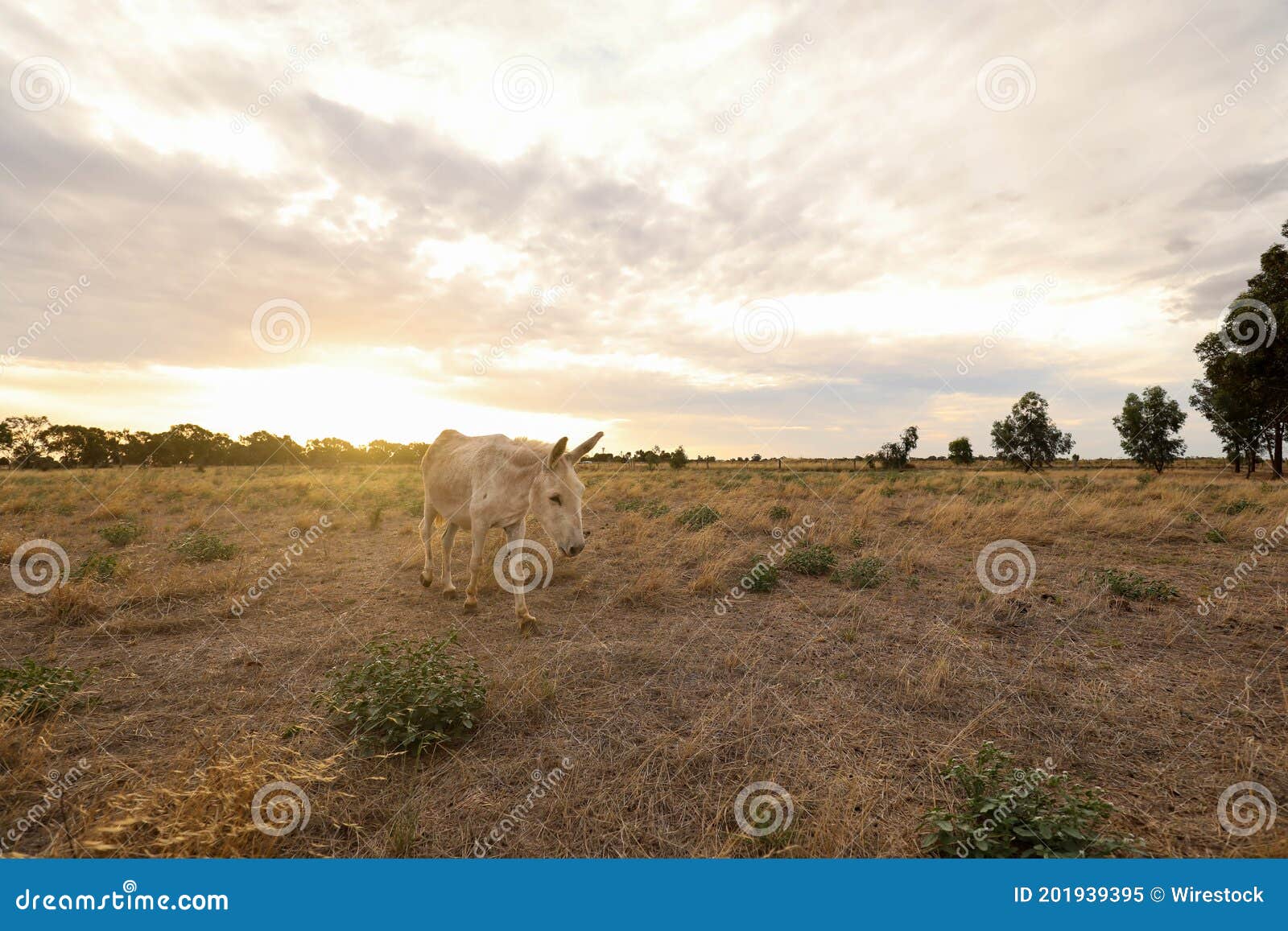 Primero De Un Burro Blanco Lindo Imagen de archivo - Imagen de blanco ...