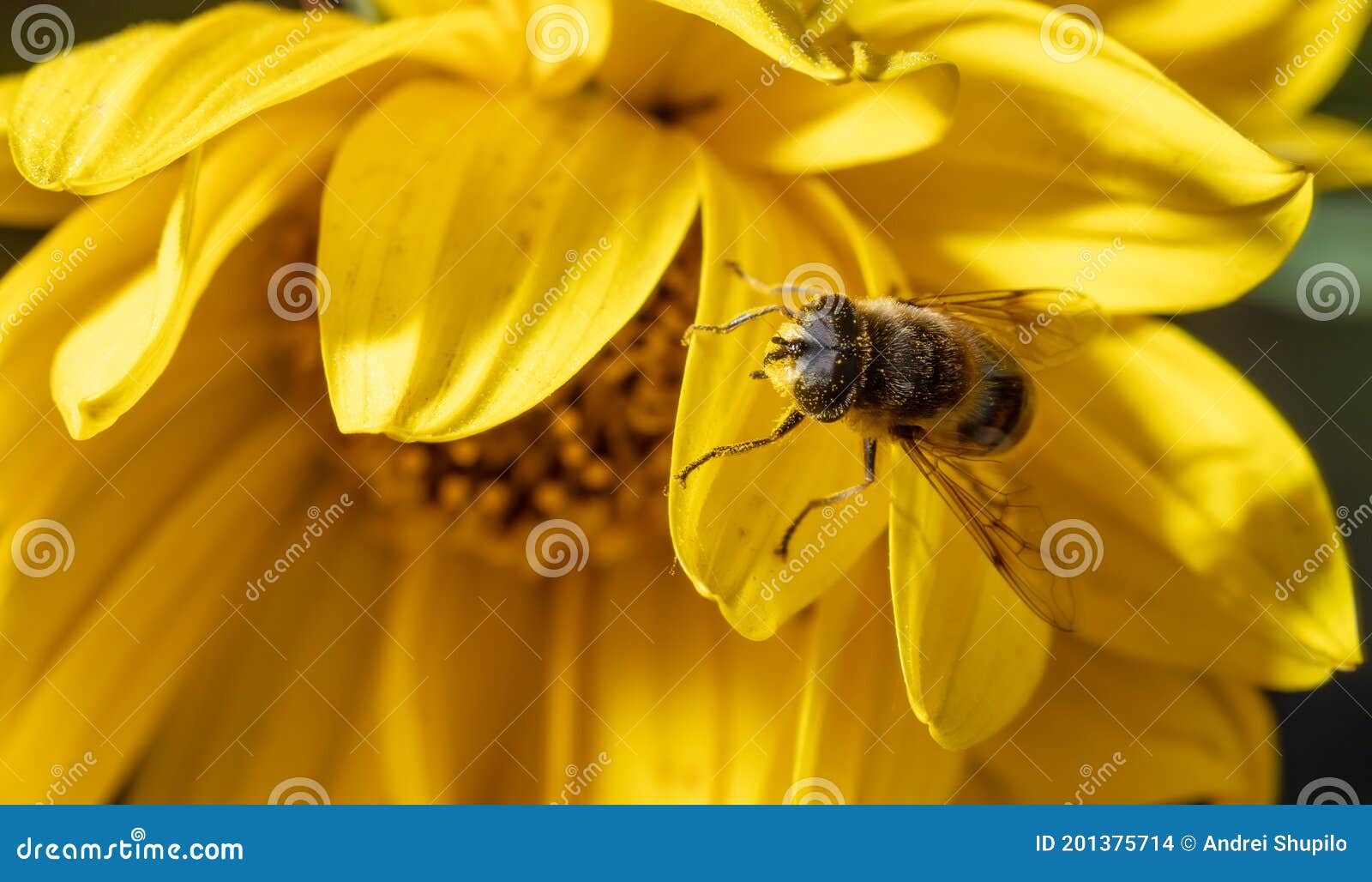 Primero De Una Abeja En Una Flor Amarilla Foto de archivo - Imagen de ...