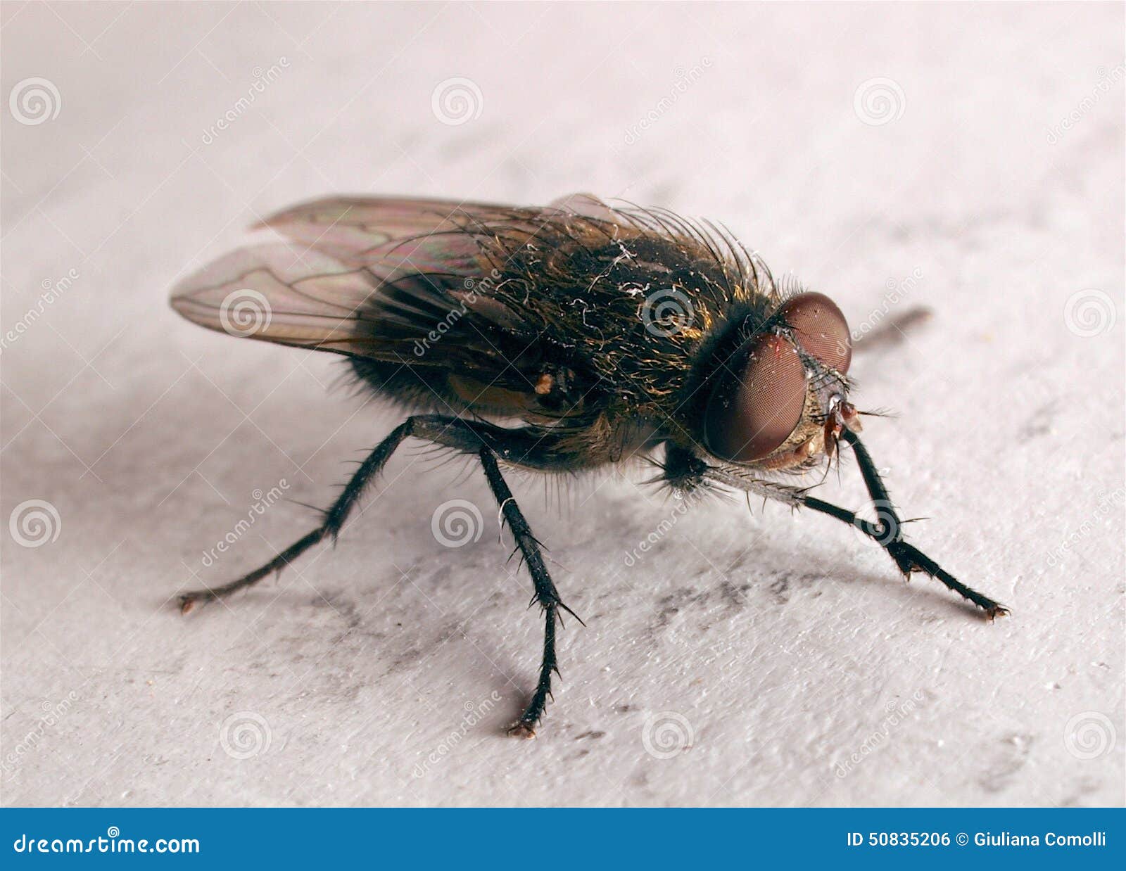 Primero plano de la mosca foto de archivo. Imagen de enfermedad - 50835206