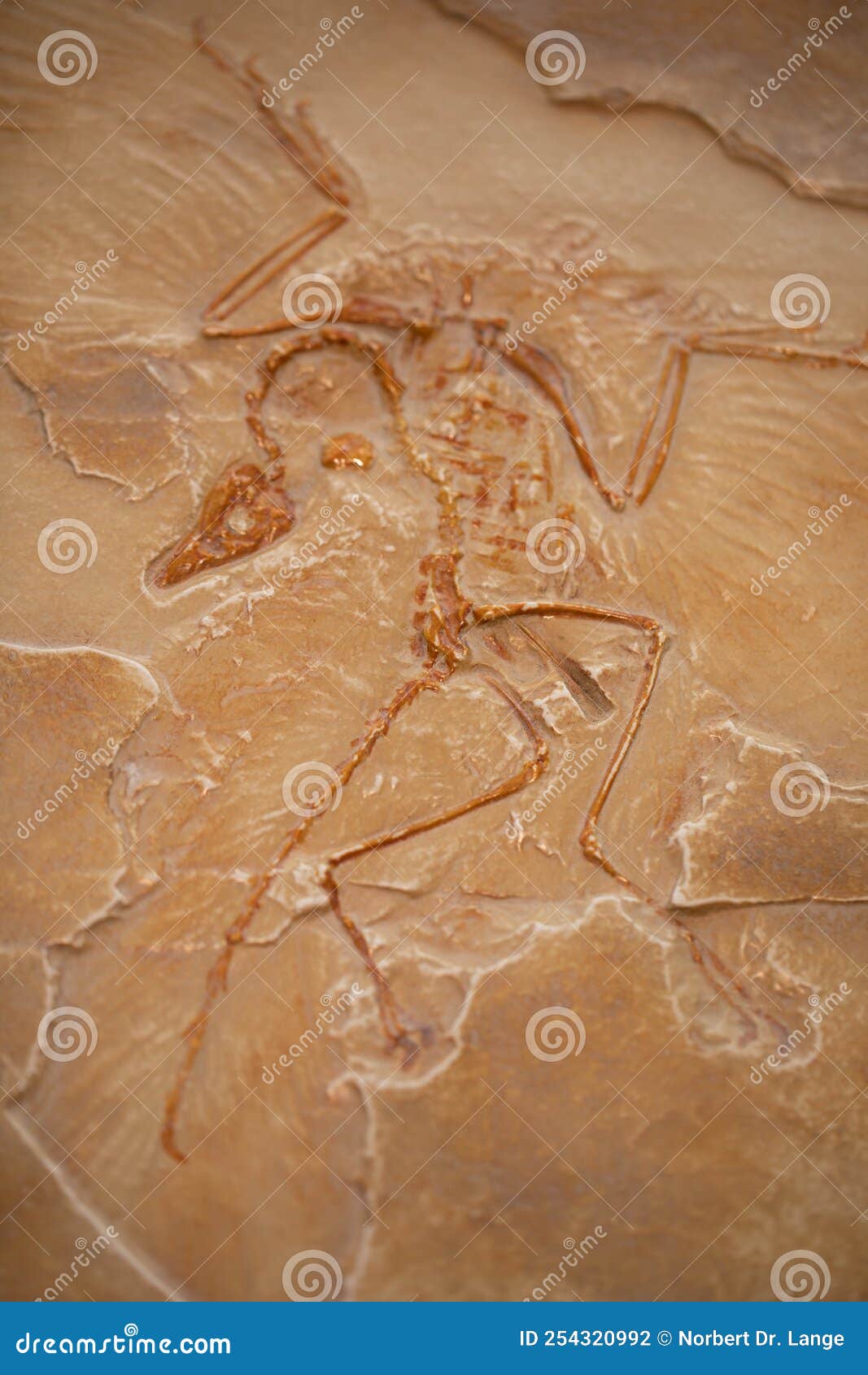 Primeval bird Archeopterix stock photo. Image of primeval - 254320992