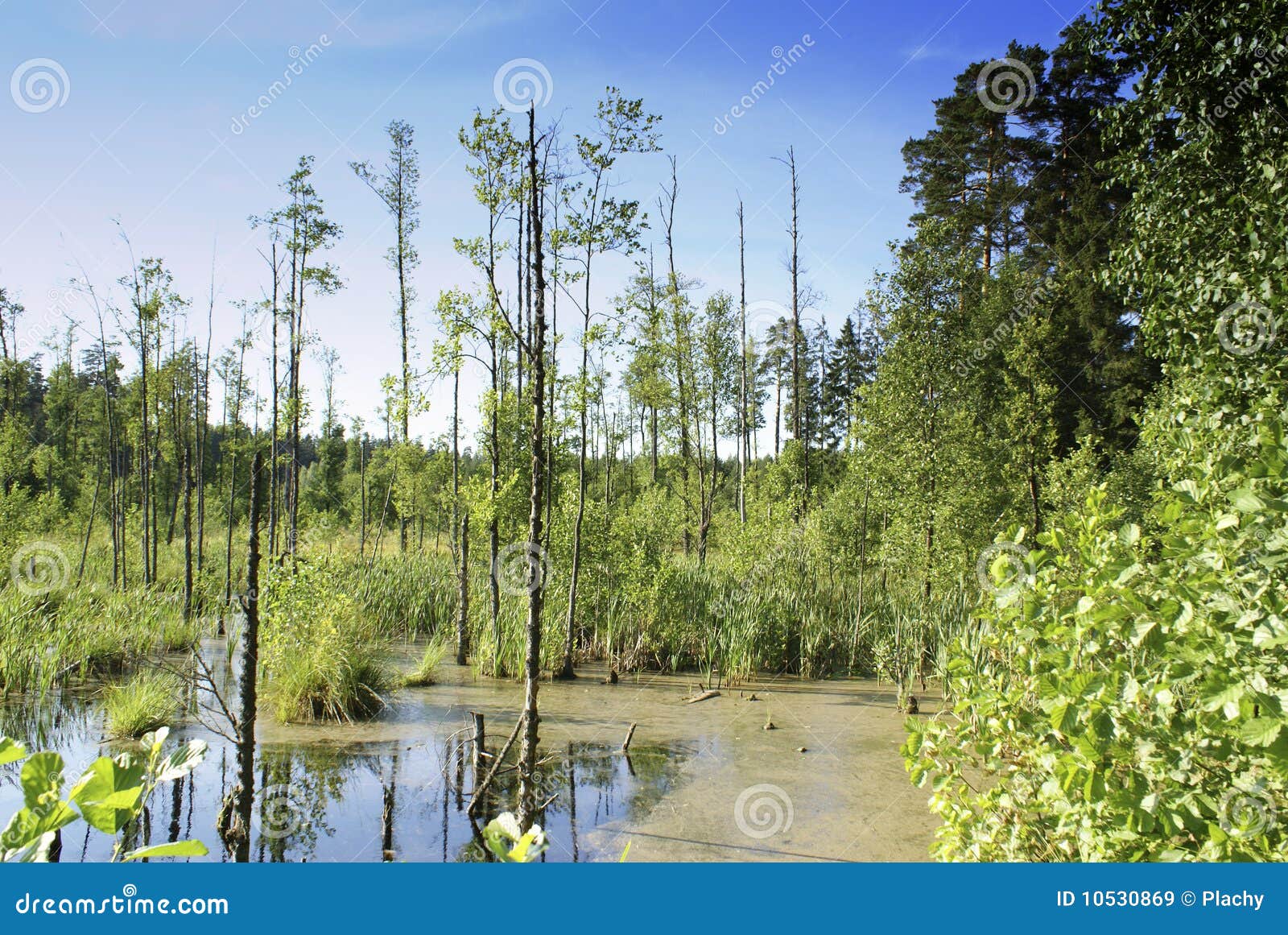 Primeval Forest. stock image. Image of green, bright - 10530869