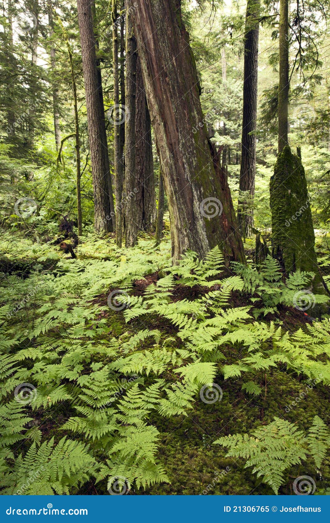 Primeval forest stock image. Image of rain, fern, primeval - 21306765