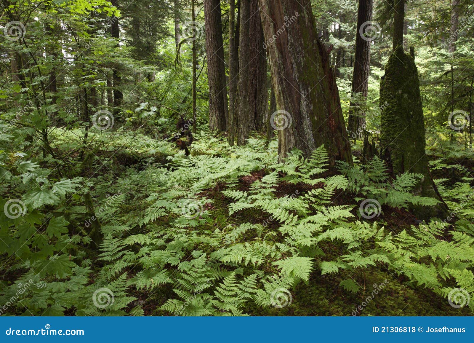 Primeval forest stock photo. Image of green, nature, rain - 21306818