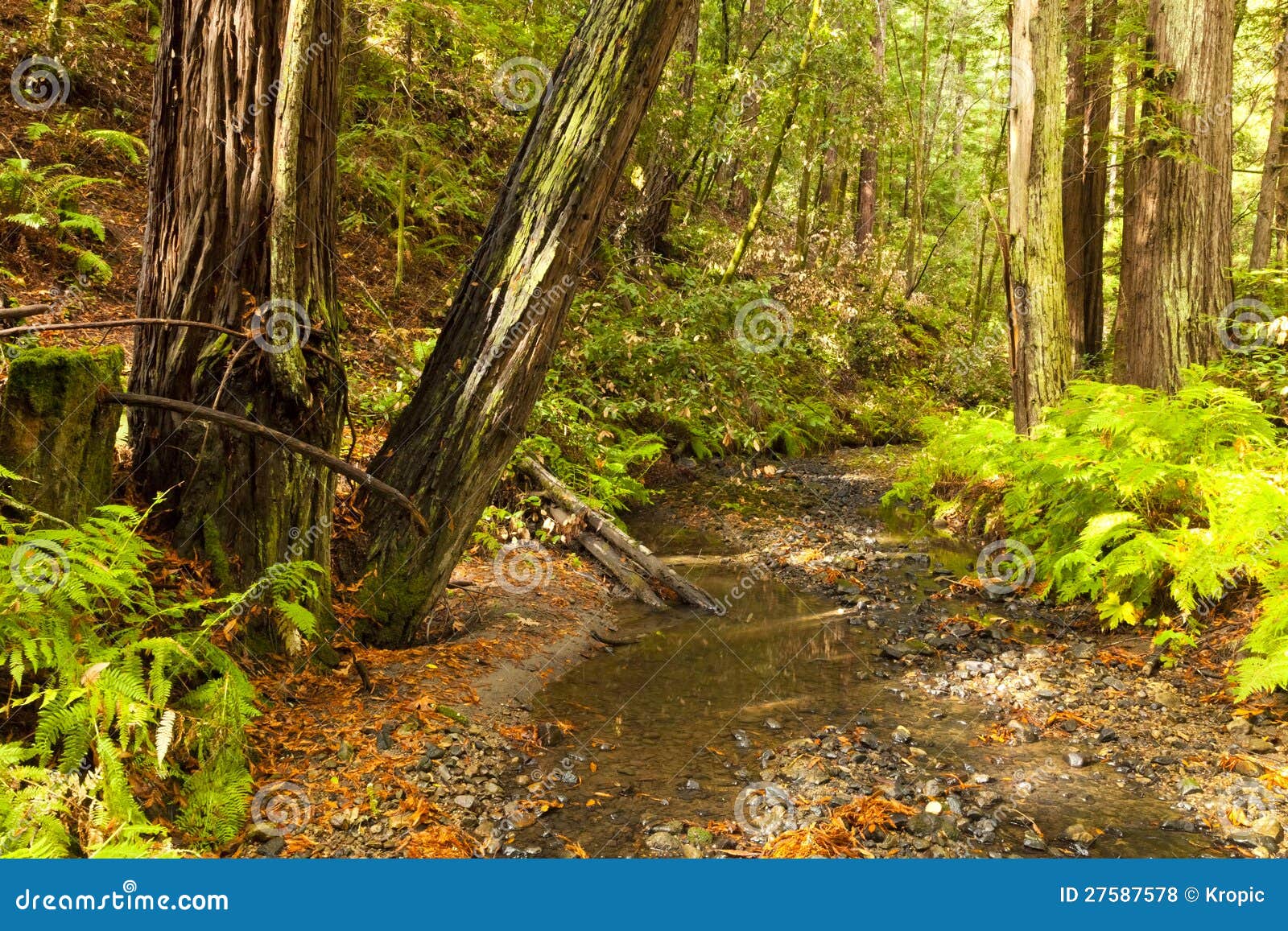 The primeval forest stock photo. Image of marshy, park - 27587578