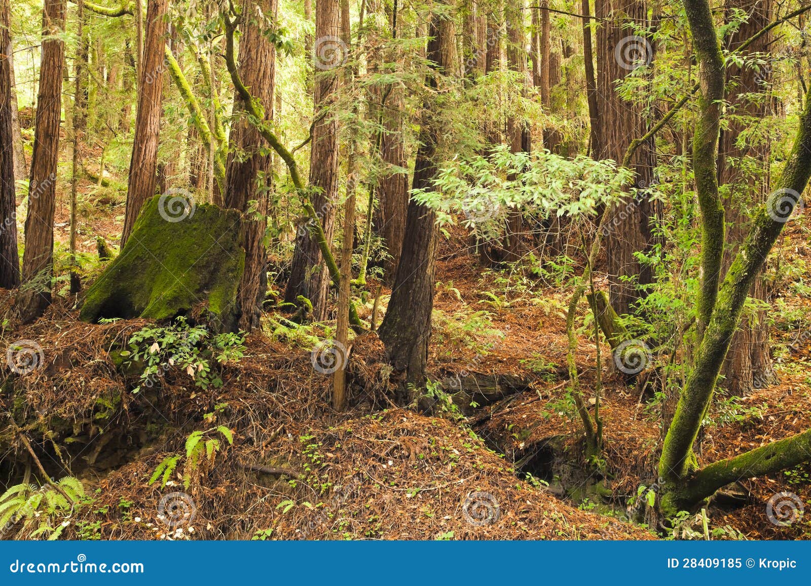 The primeval forest stock image. Image of scenic, landscape - 28409185