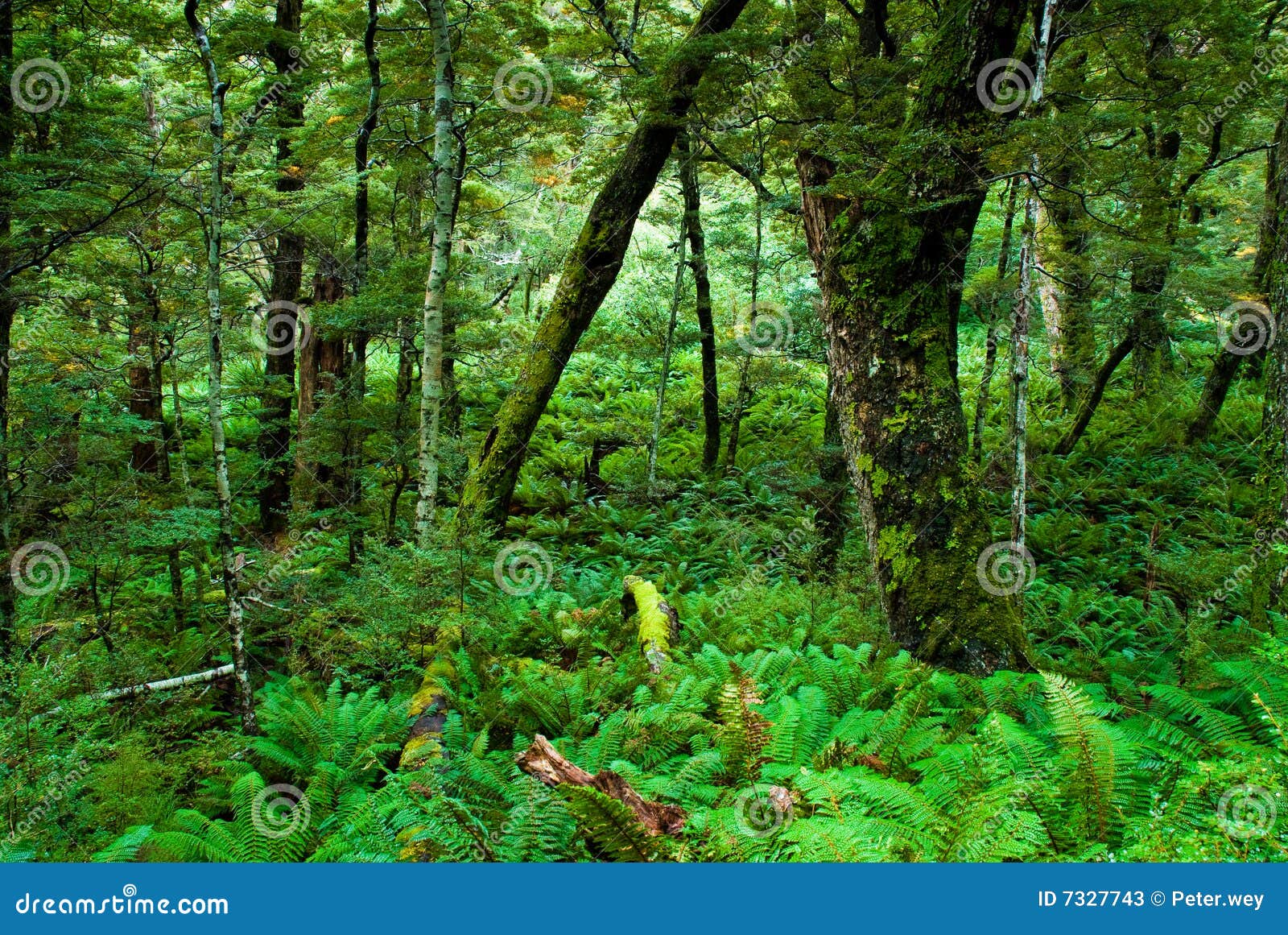 Primeval forest stock image. Image of fiordland, trail - 7327743