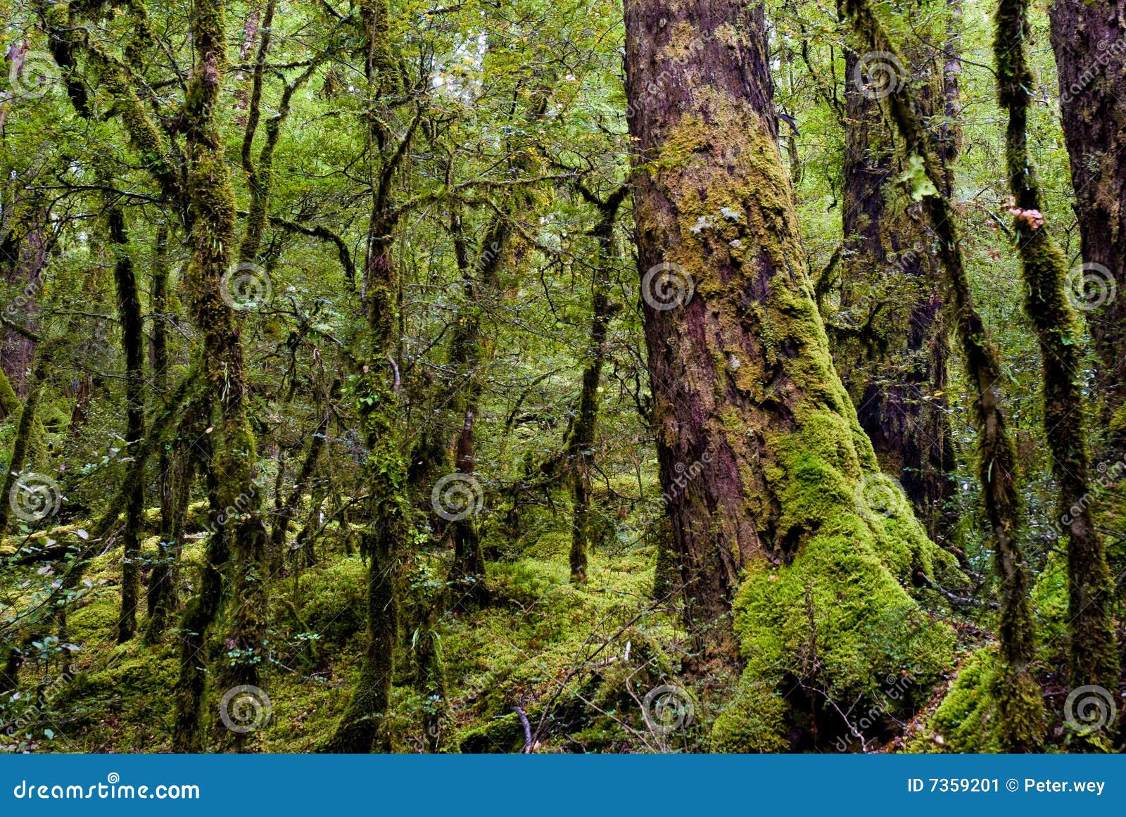 Primeval forest stock image. Image of rural, view, scenery - 7359201