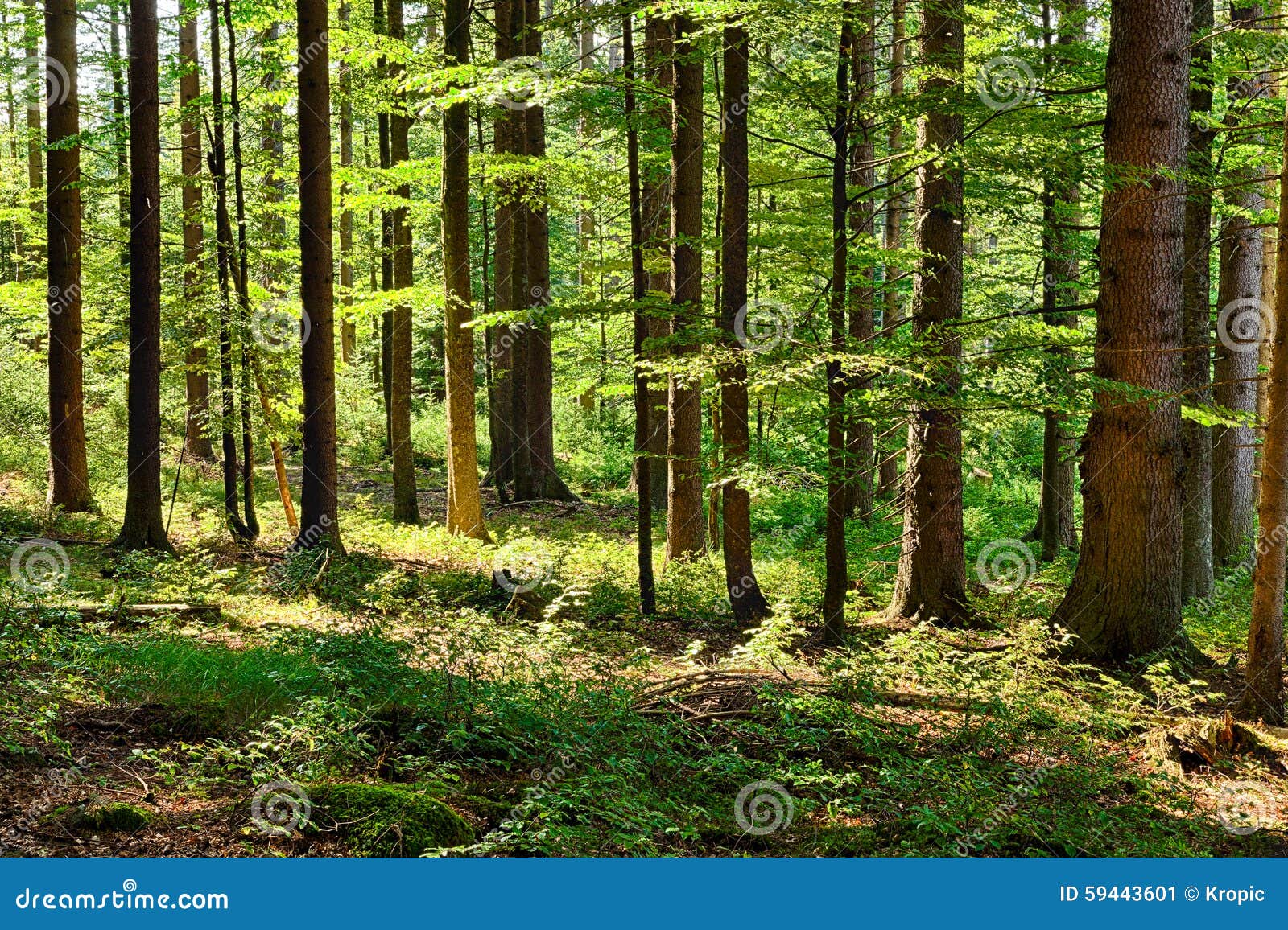 The primeval forest stock image. Image of alder, natural - 59443601