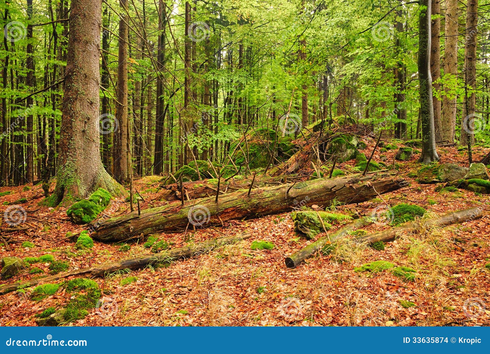 The primeval forest-HDR stock photo. Image of scenery - 33635874