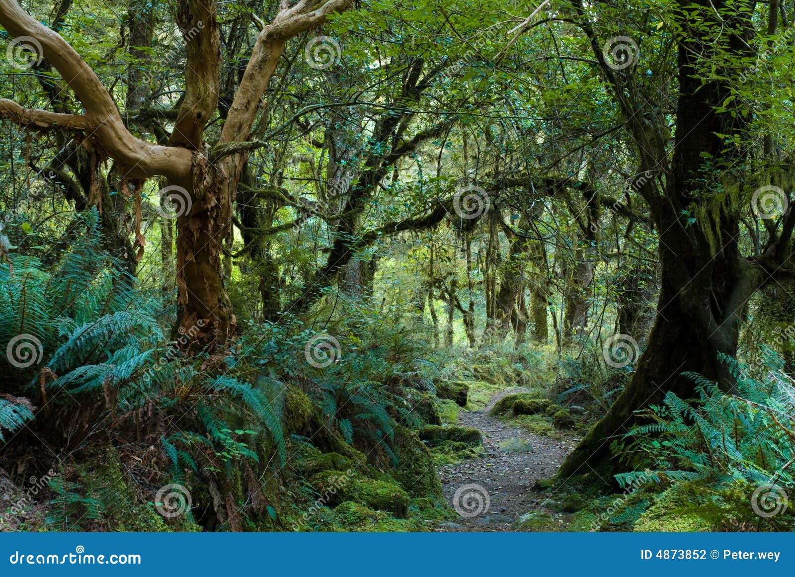 Farn Trees Stock Photos - Free & Royalty-Free Stock Photos from Dreamstime