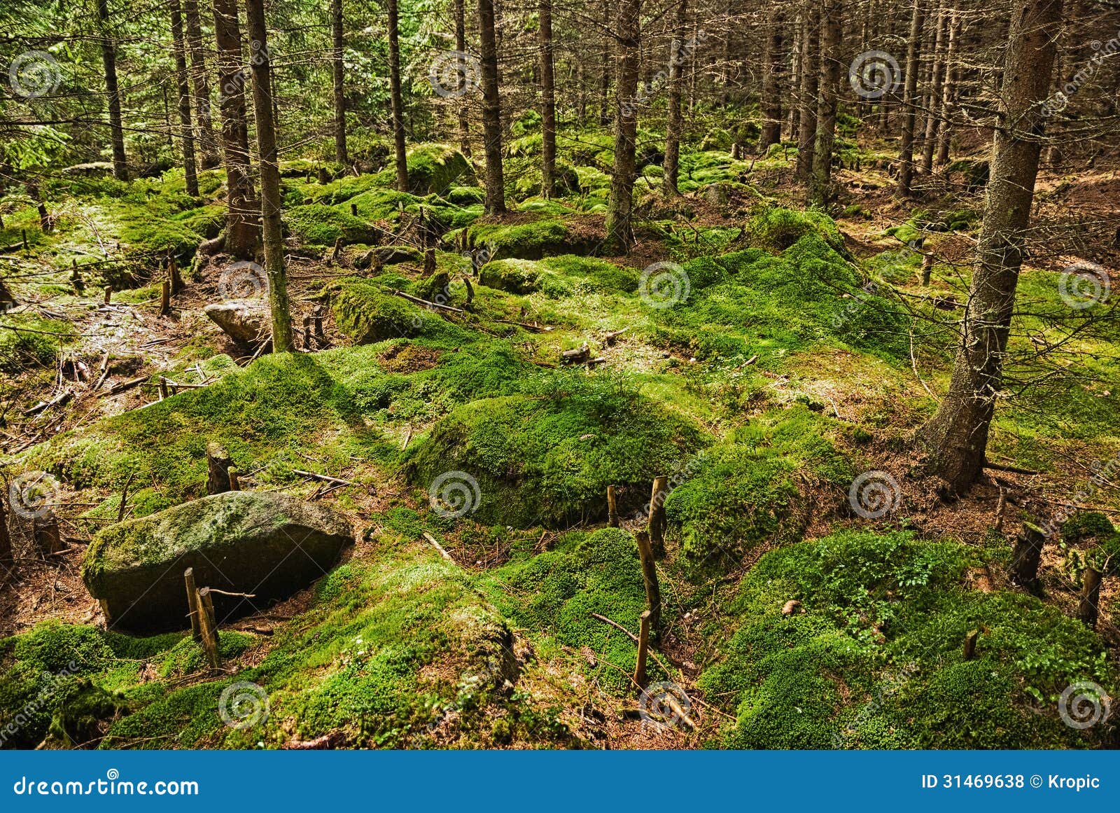 The primeval forest stock photo. Image of mystery, forest - 31469638