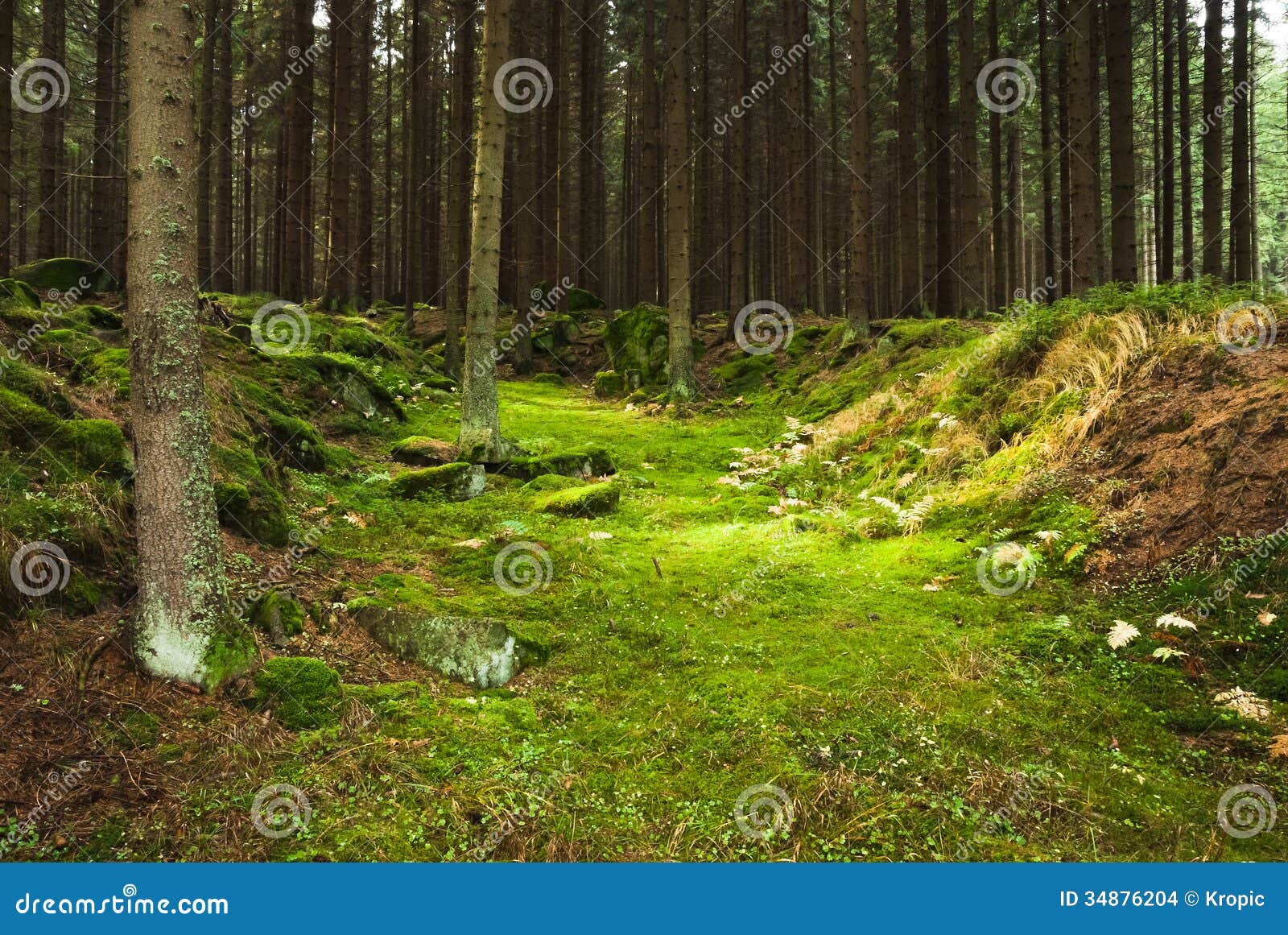 The primeval forest stock photo. Image of forest, green - 34876204