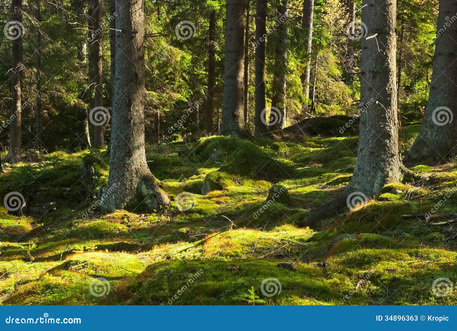 The primeval forest stock image. Image of decline, primeval - 34896363