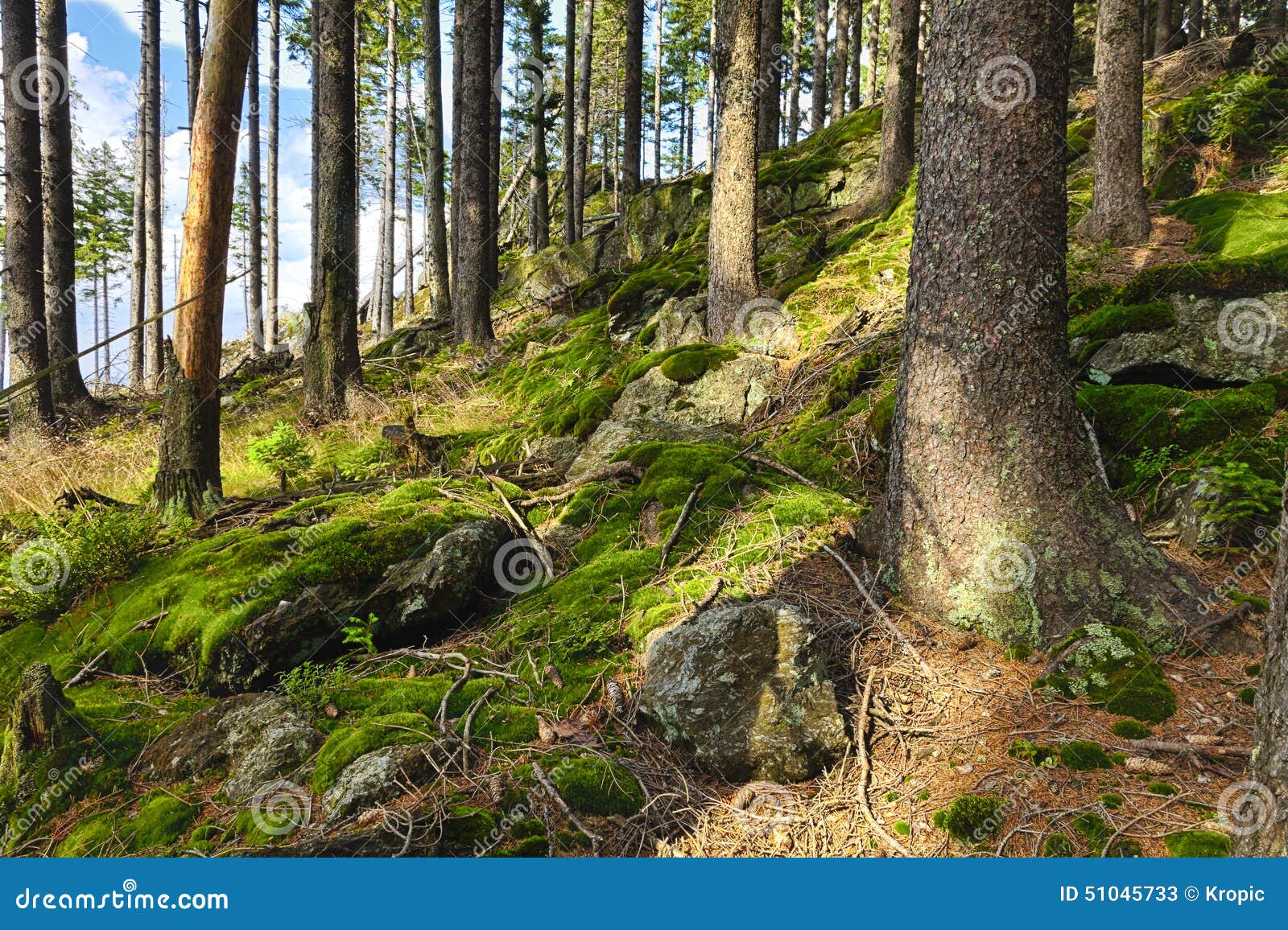 The primeval forest stock image. Image of jungle, protected - 51045733