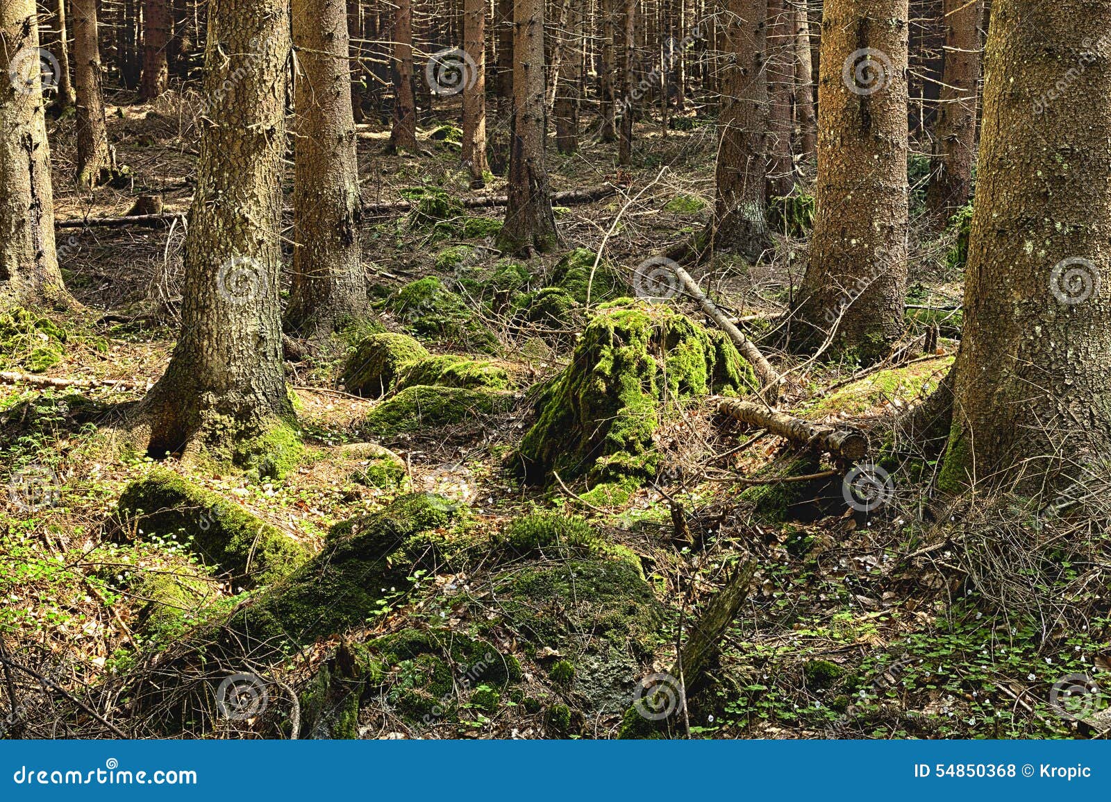 The primeval forest stock photo. Image of magical, fresh - 54850368