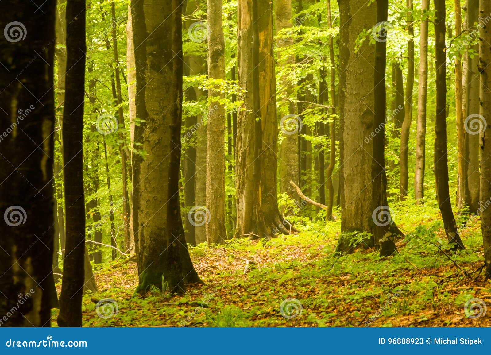 Primeval Forest in Poloniny Stock Image - Image of tree, primeval: 96888923