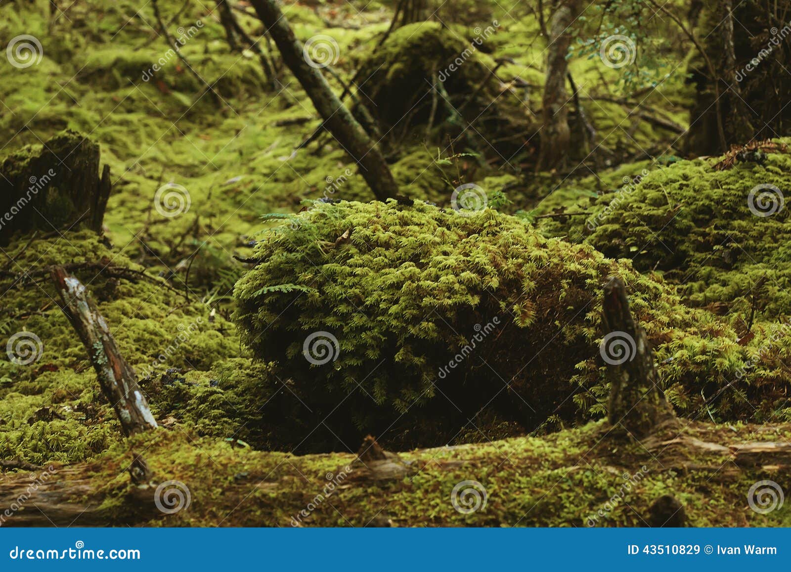 Primeval forest stock image. Image of fallen, endless - 43510829