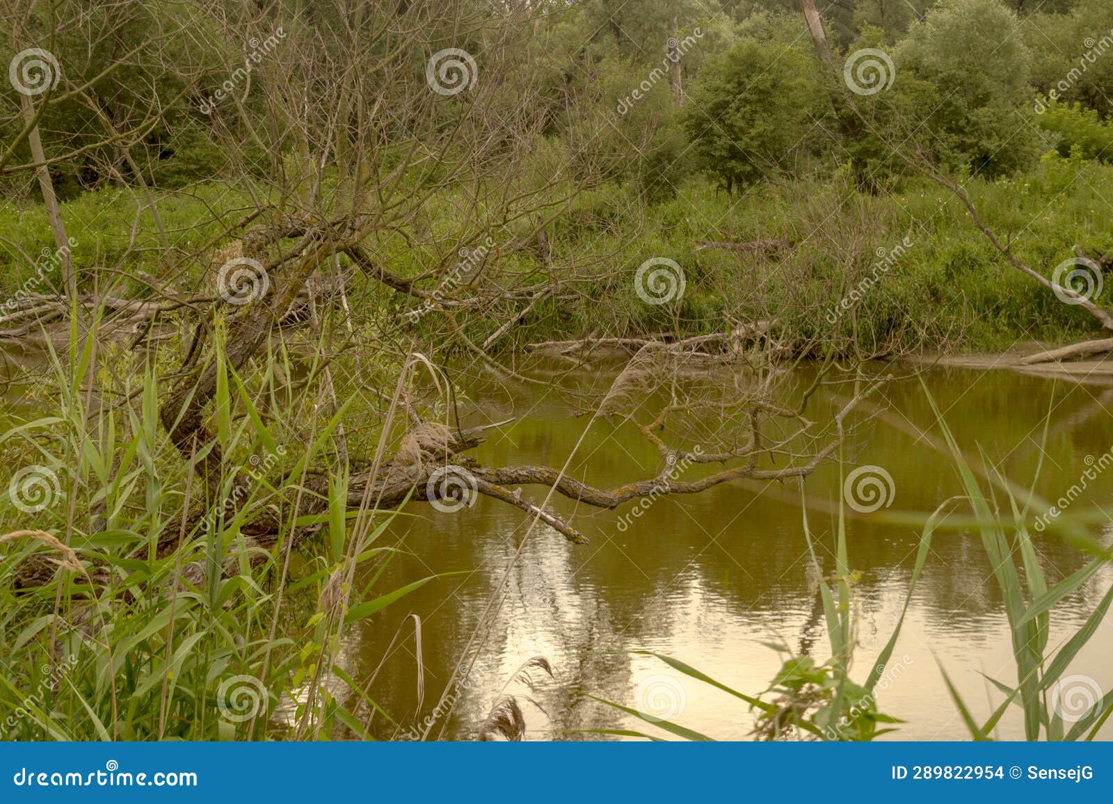 A Primeval River with Nature Little Changed by Humans. Stock Photo ...