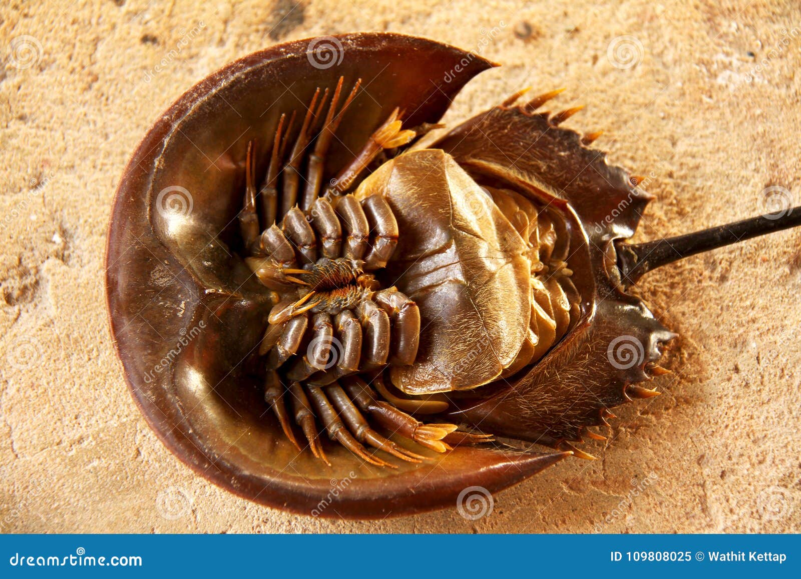 Primitive animal stock image. Image of blood, creep - 109808025