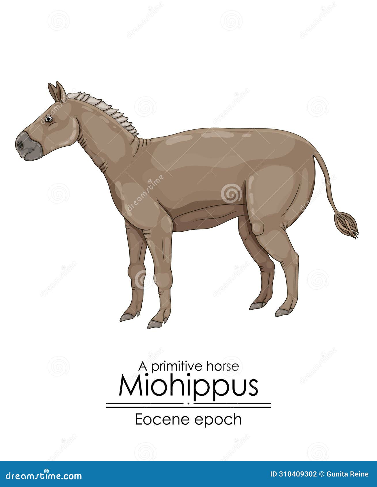 A Primitive Horse Miohippus Stock Vector - Illustration of paleontology ...