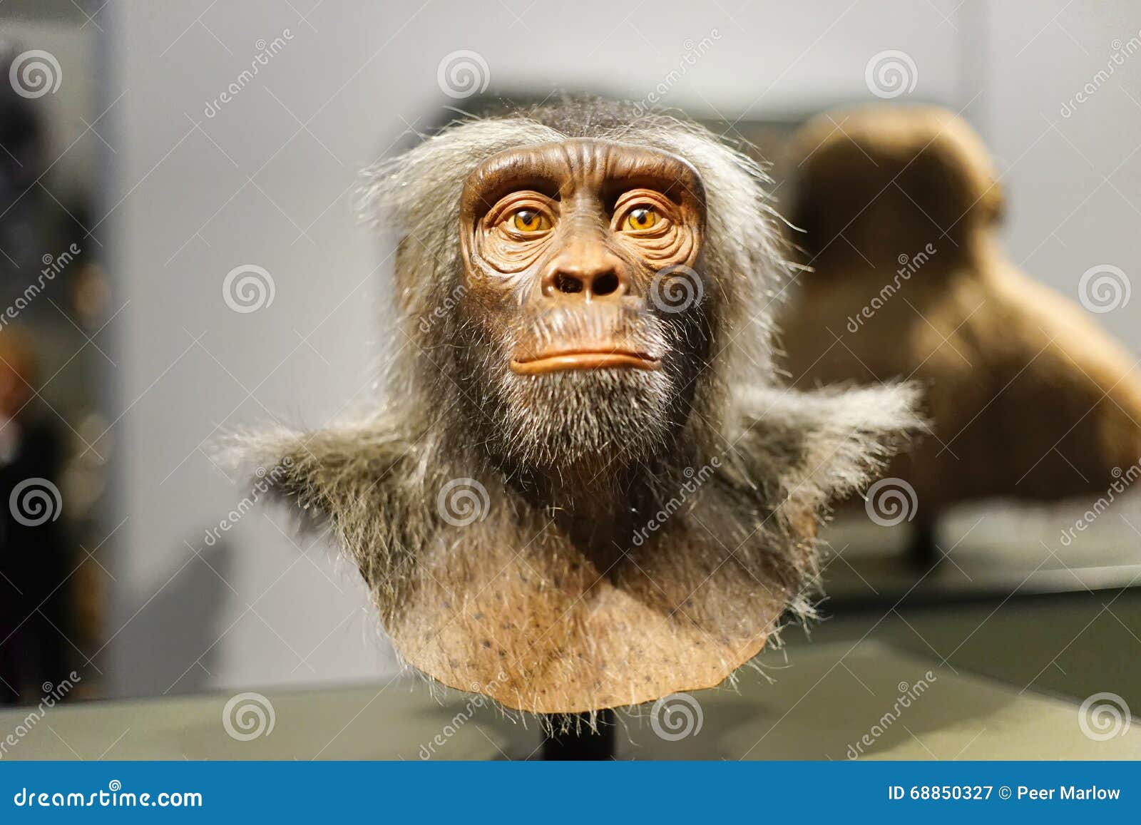 Primitive Man Ape Prehistorie Ancestor Stock Image - Image of head ...