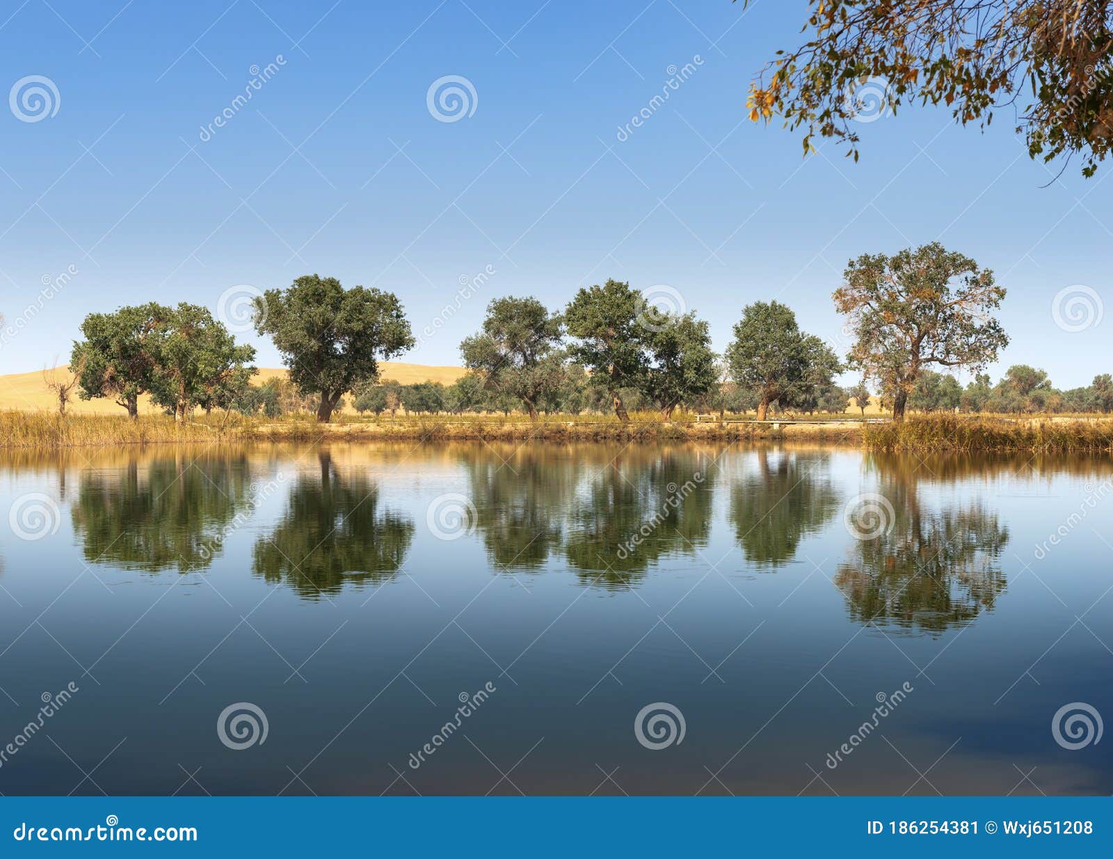 Populus euphratica forest stock image. Image of lake - 186254381