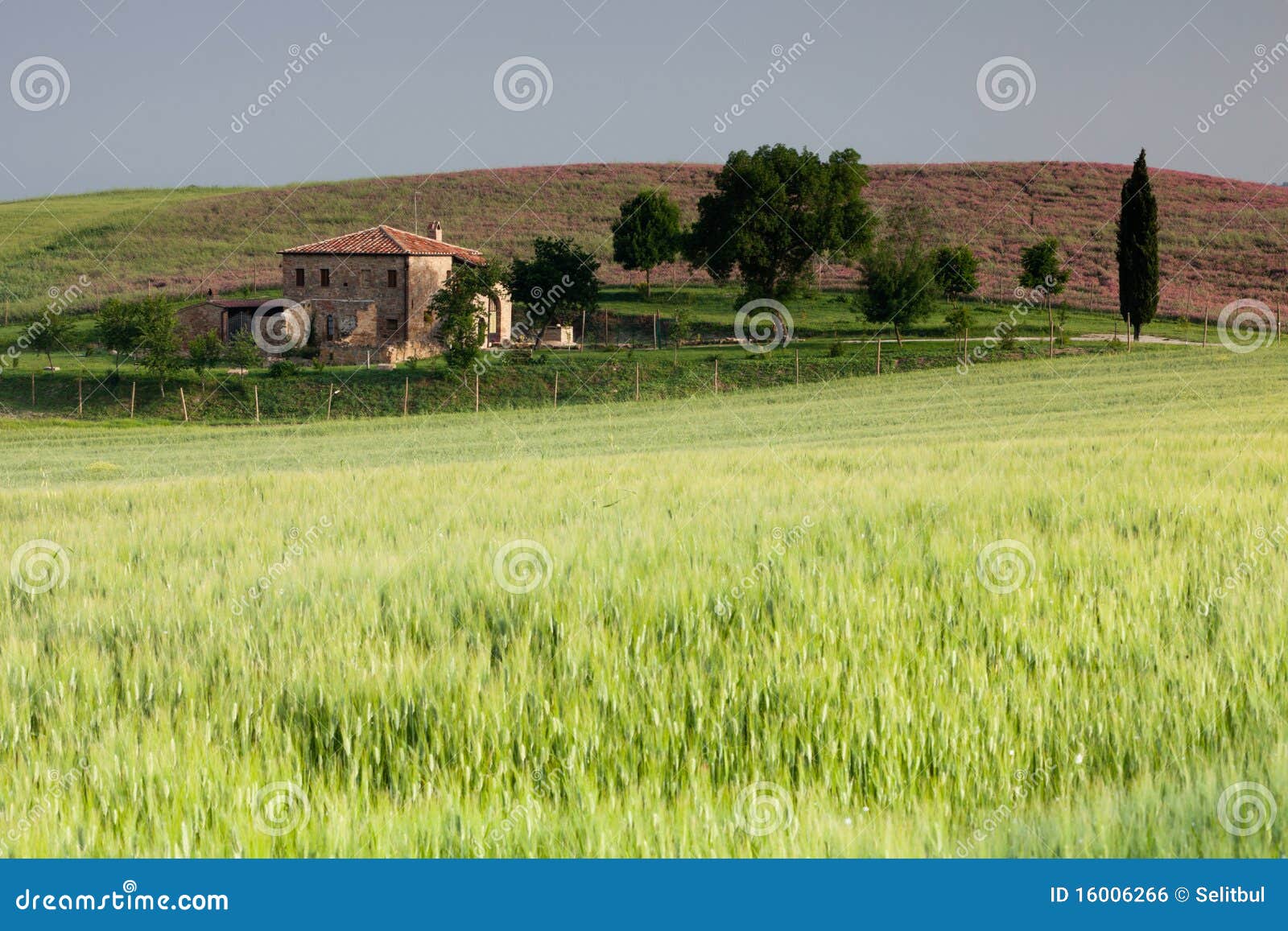Primo mattino in Toscana fotografia stock. Immagine di fattoria - 16006266
