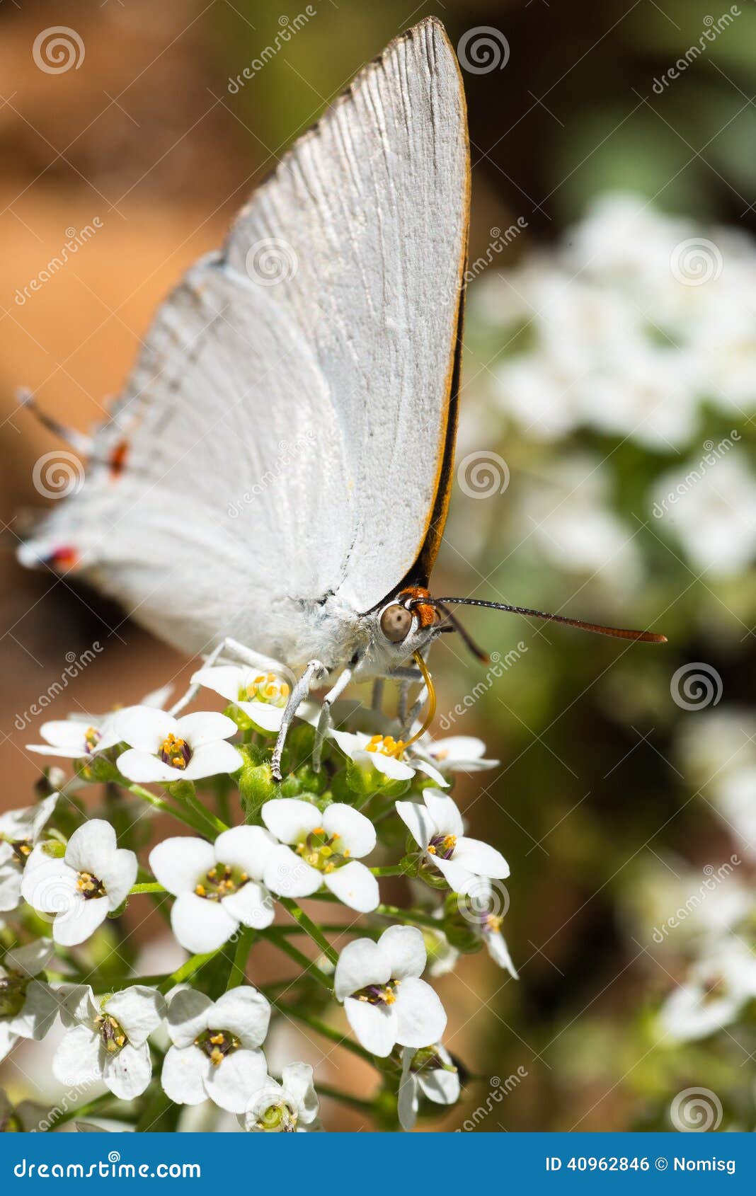 Primo Piano Ad Una Farfalla Bianca Fotografia Stock - Immagine di macro ...