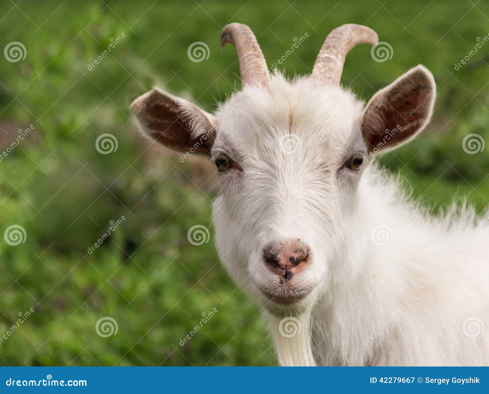Primo Piano Bianco Della Capra Immagine Stock - Immagine di posizioni ...