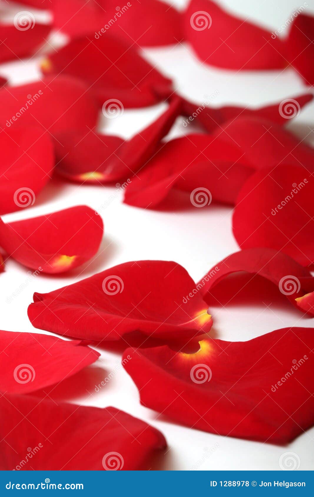 Primo Piano Dei Petali Di Rosa Fotografia Stock - Immagine di sparso ...