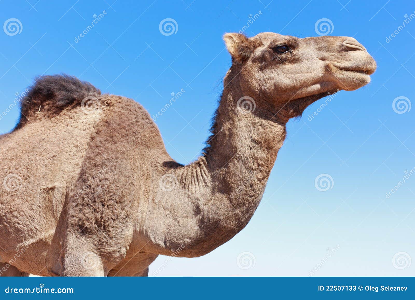 Primo piano del cammello immagine stock. Immagine di mammiferi - 22507133