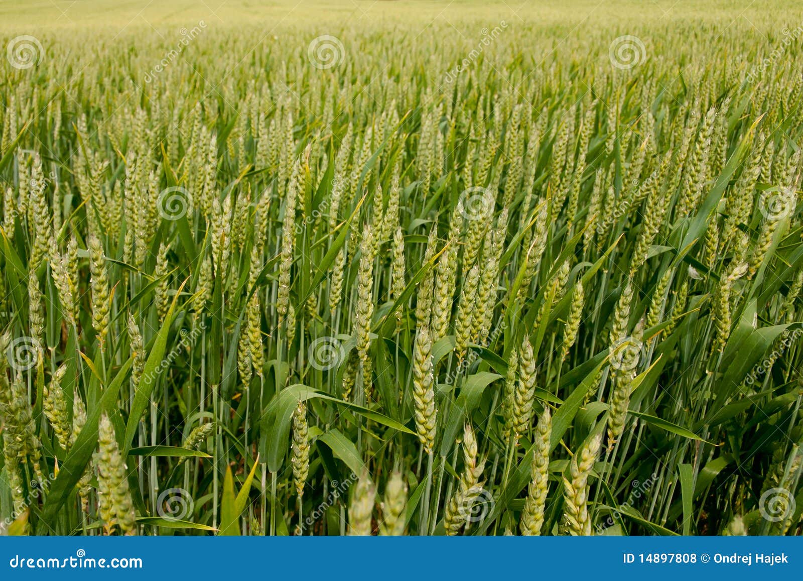 Primo Piano Del Campo Di Granulo Fotografia Stock - Immagine di sano ...