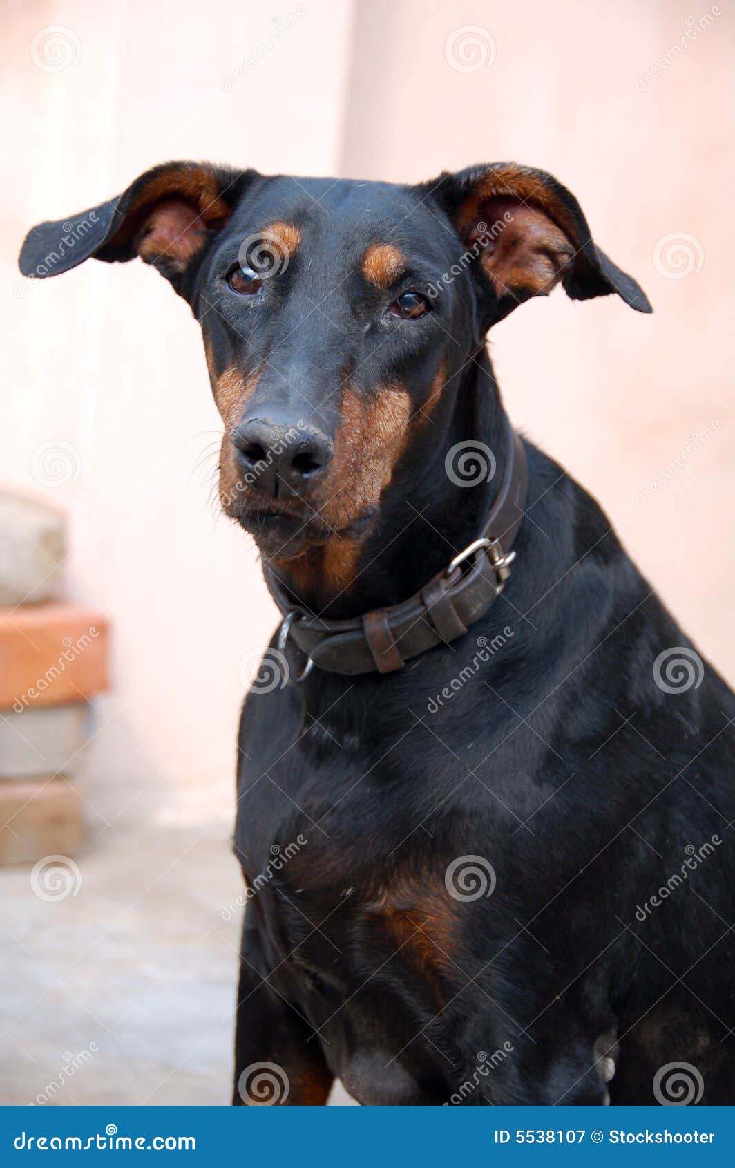 Primo Piano Del Cane Del Doberman Immagine Stock - Immagine di canino ...