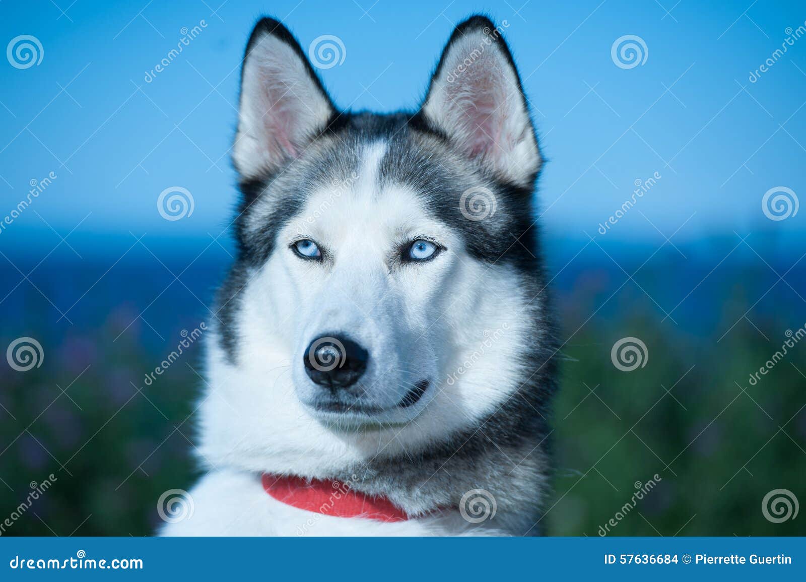 Primo Piano Del Cane Del Husky Fotografia Stock - Immagine di mammifero ...