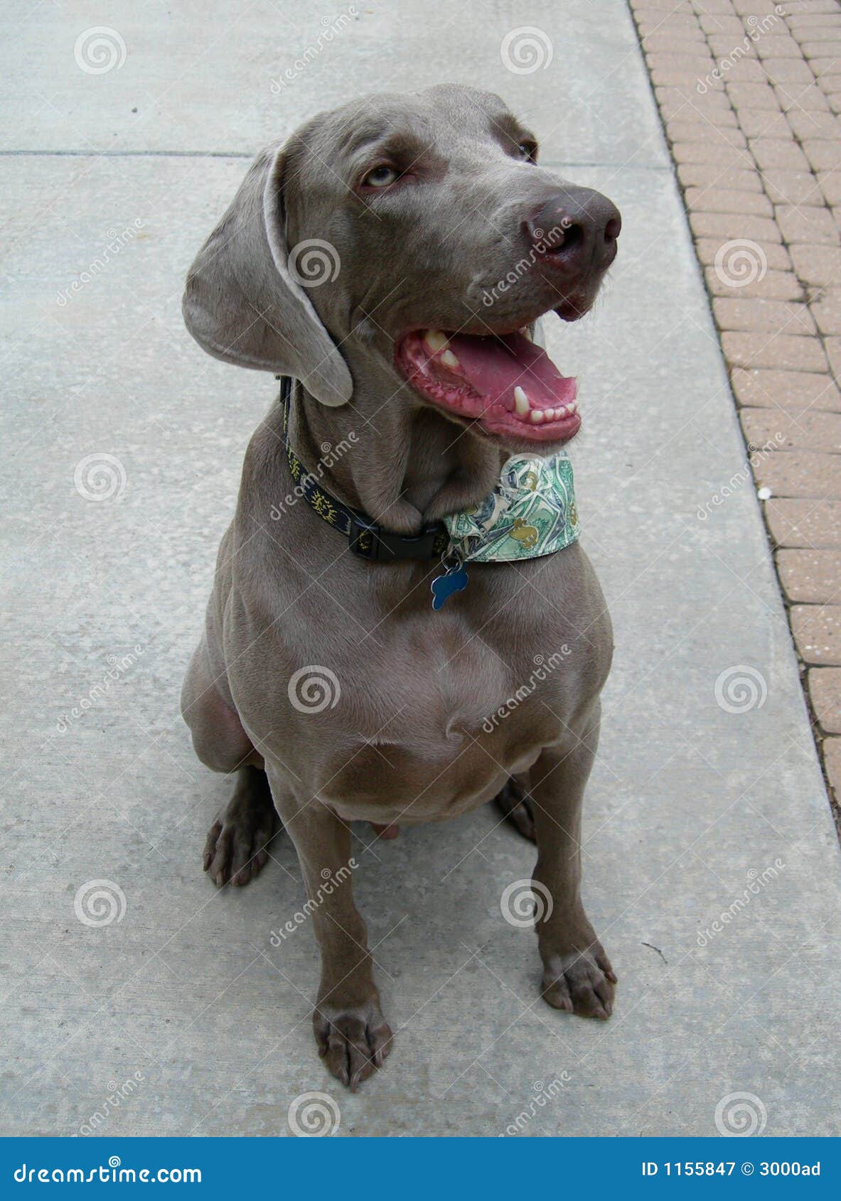 Primo Piano Del Cane Di Weimaraner Immagine Stock - Immagine di sciarpa ...