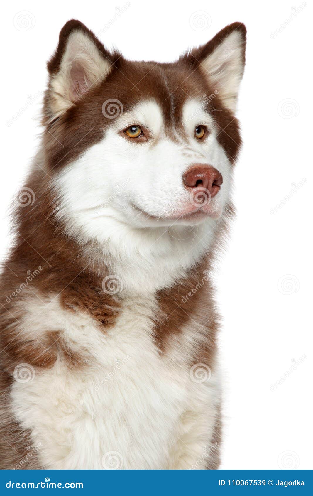 Primo Piano Del Cane Del Husky Siberiano Immagine Stock - Immagine di ...