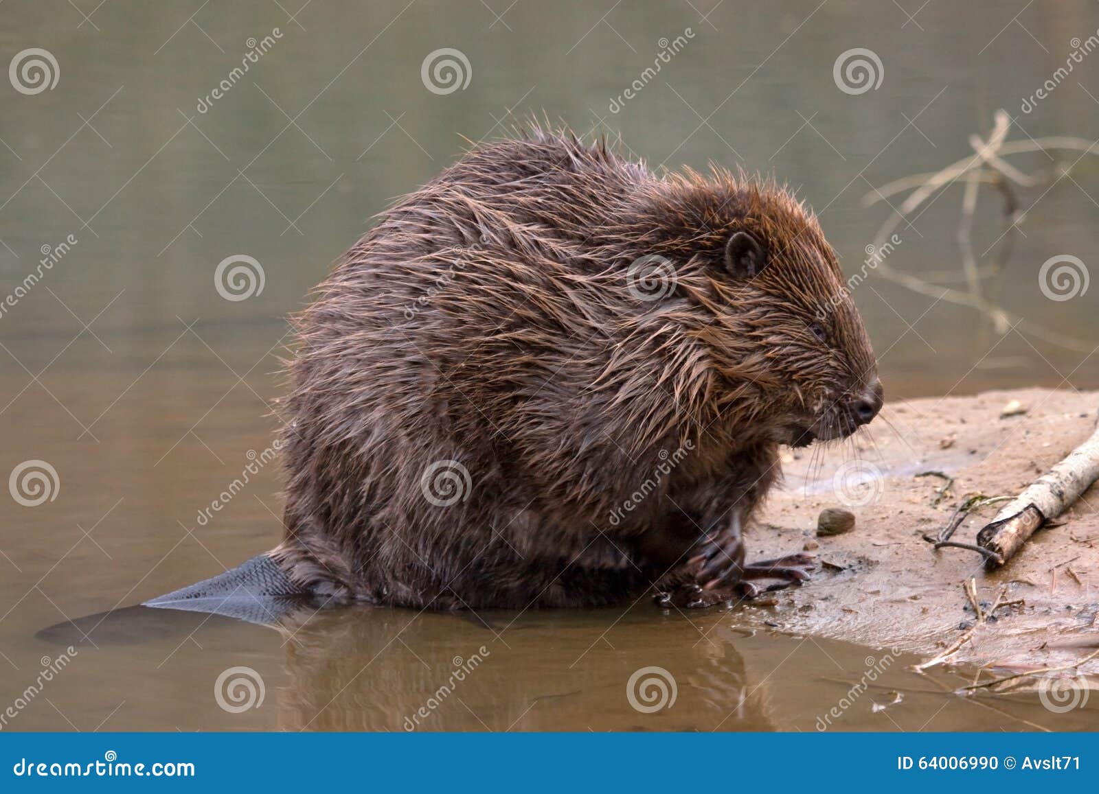 Primo piano del castoro fotografia stock. Immagine di foresta - 64006990