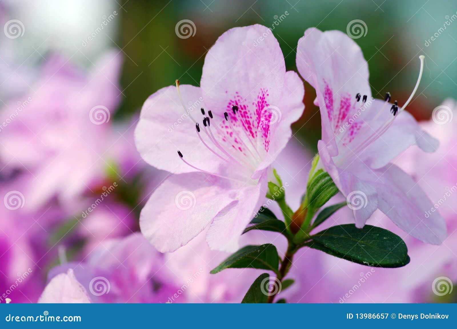 Primo Piano Del Fiore Dell'azalea. Immagine Stock - Immagine di fuoco ...