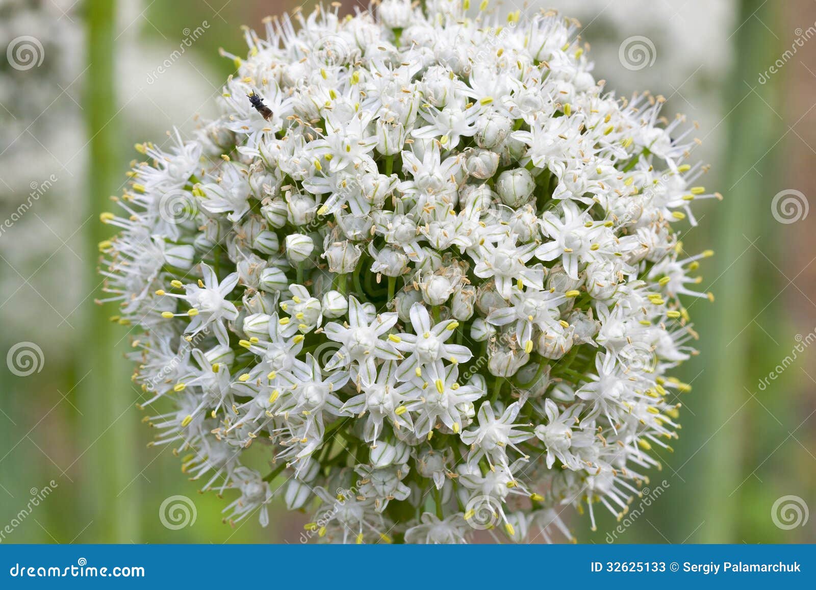 Primo Piano Del Fiore Della Cipolla Bianca Immagine Stock - Immagine di ...