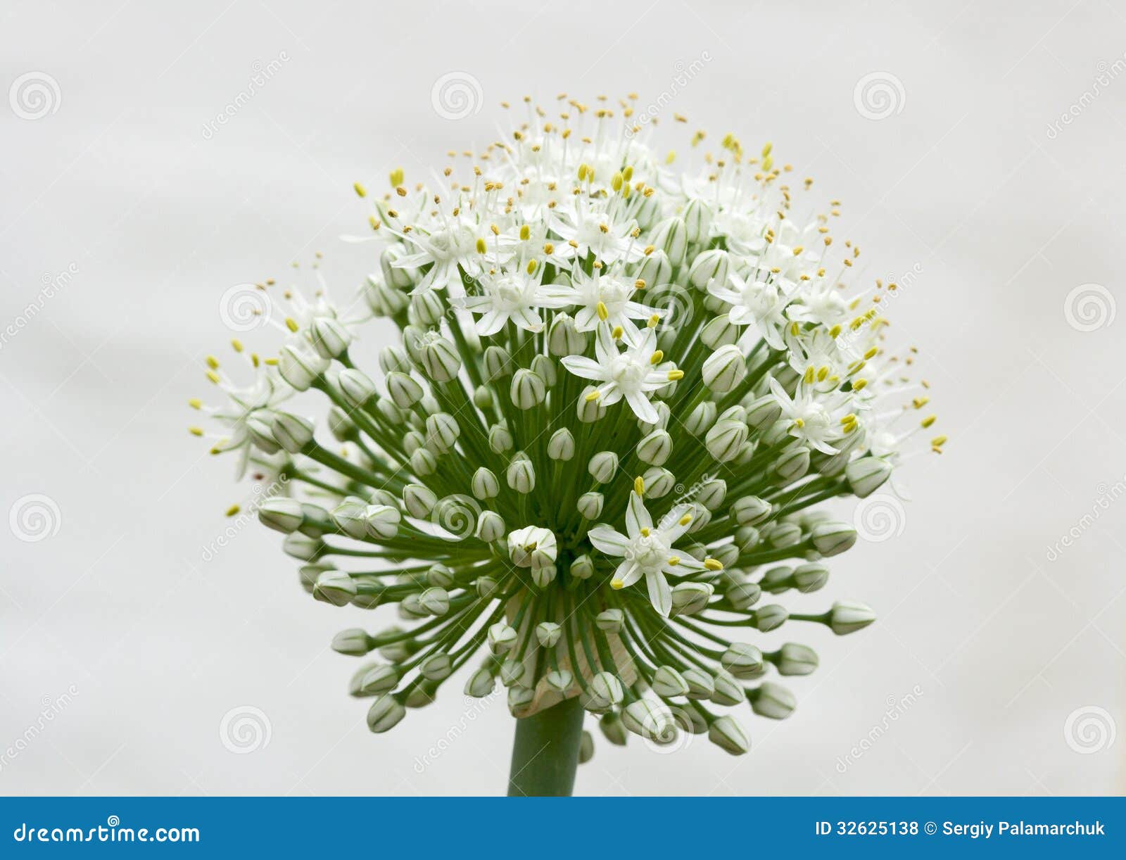Primo Piano Del Fiore Della Cipolla Bianca Fotografia Stock - Immagine ...