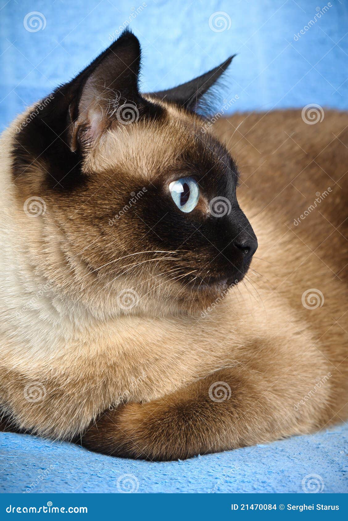 Primo Piano Del Gatto Siamese Fotografia Stock - Immagine di animale ...