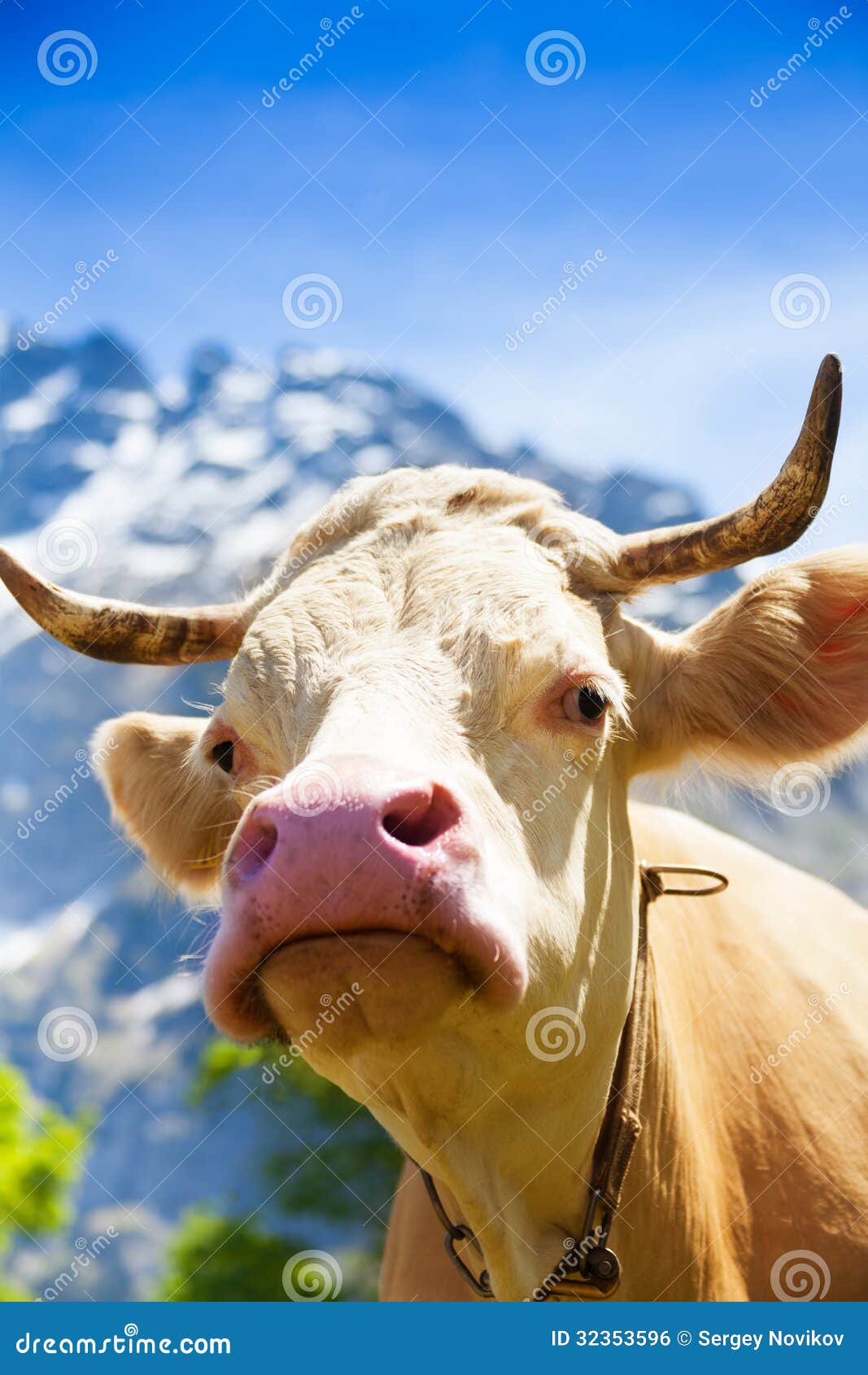 Primo Piano Del Muso Della Mucca Fotografia Stock - Immagine di nave ...