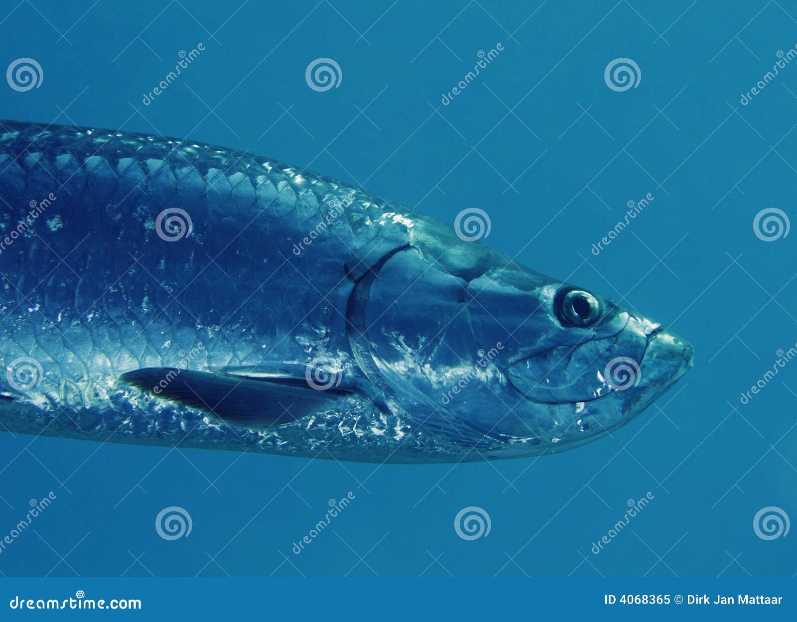 Primo piano del tarpone immagine stock. Immagine di tarpon - 4068365