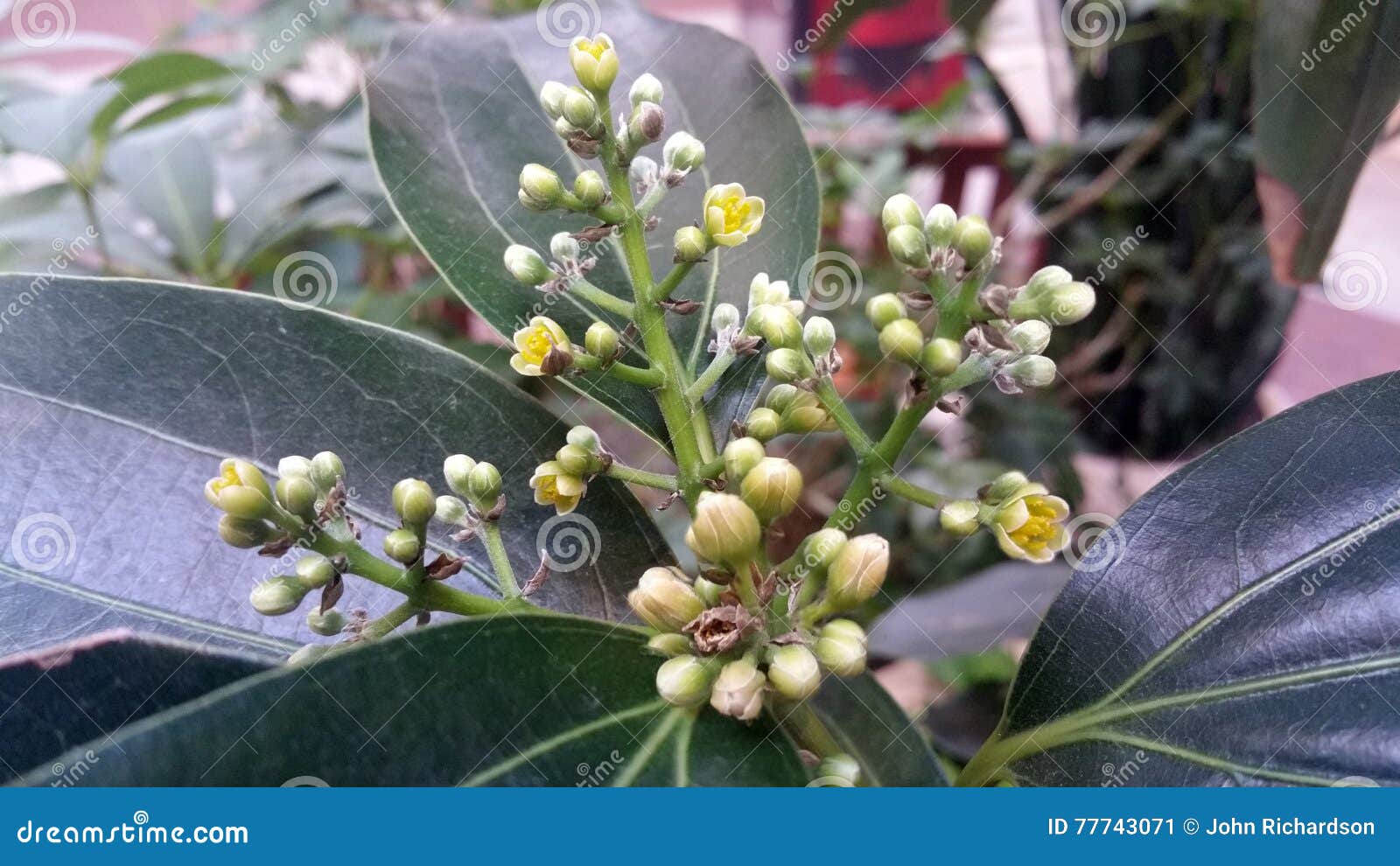 Primo Piano Dell'albero Della Cannella in Fiore Immagine Stock ...