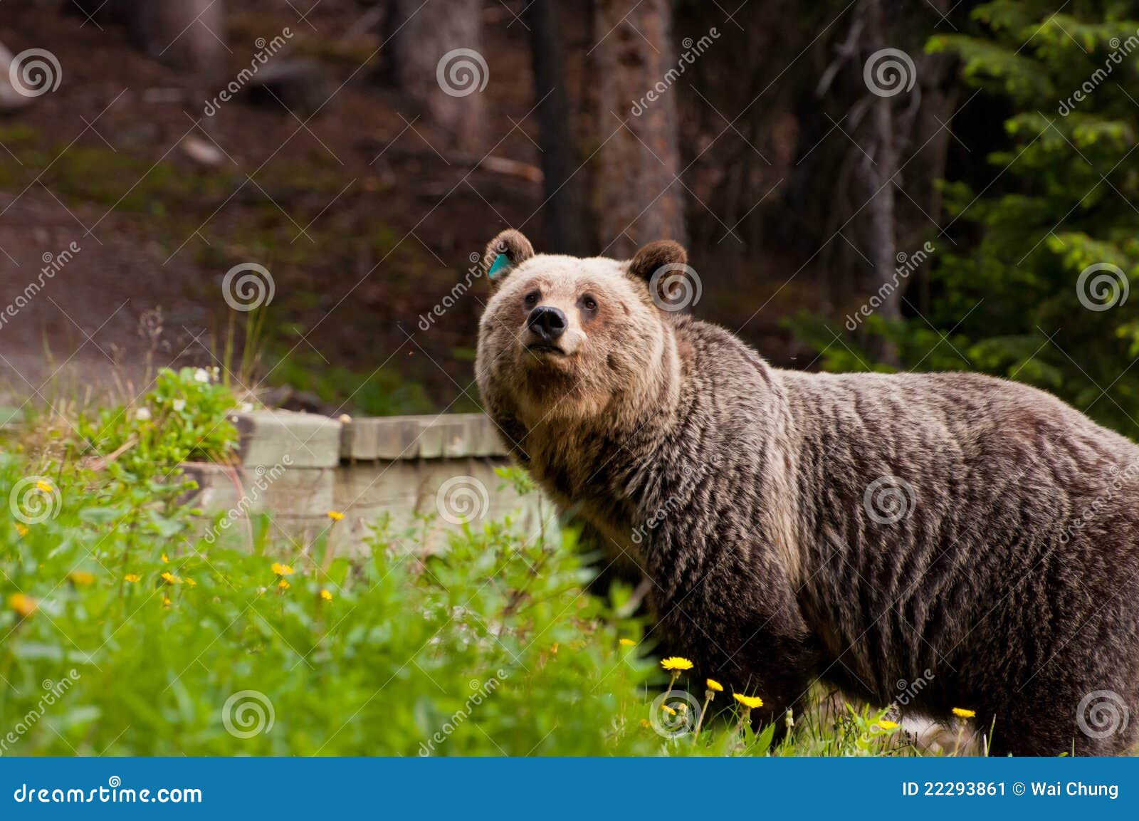 Primo Piano Dell'orso Di Orso Grigio Immagine Stock - Immagine di parco ...