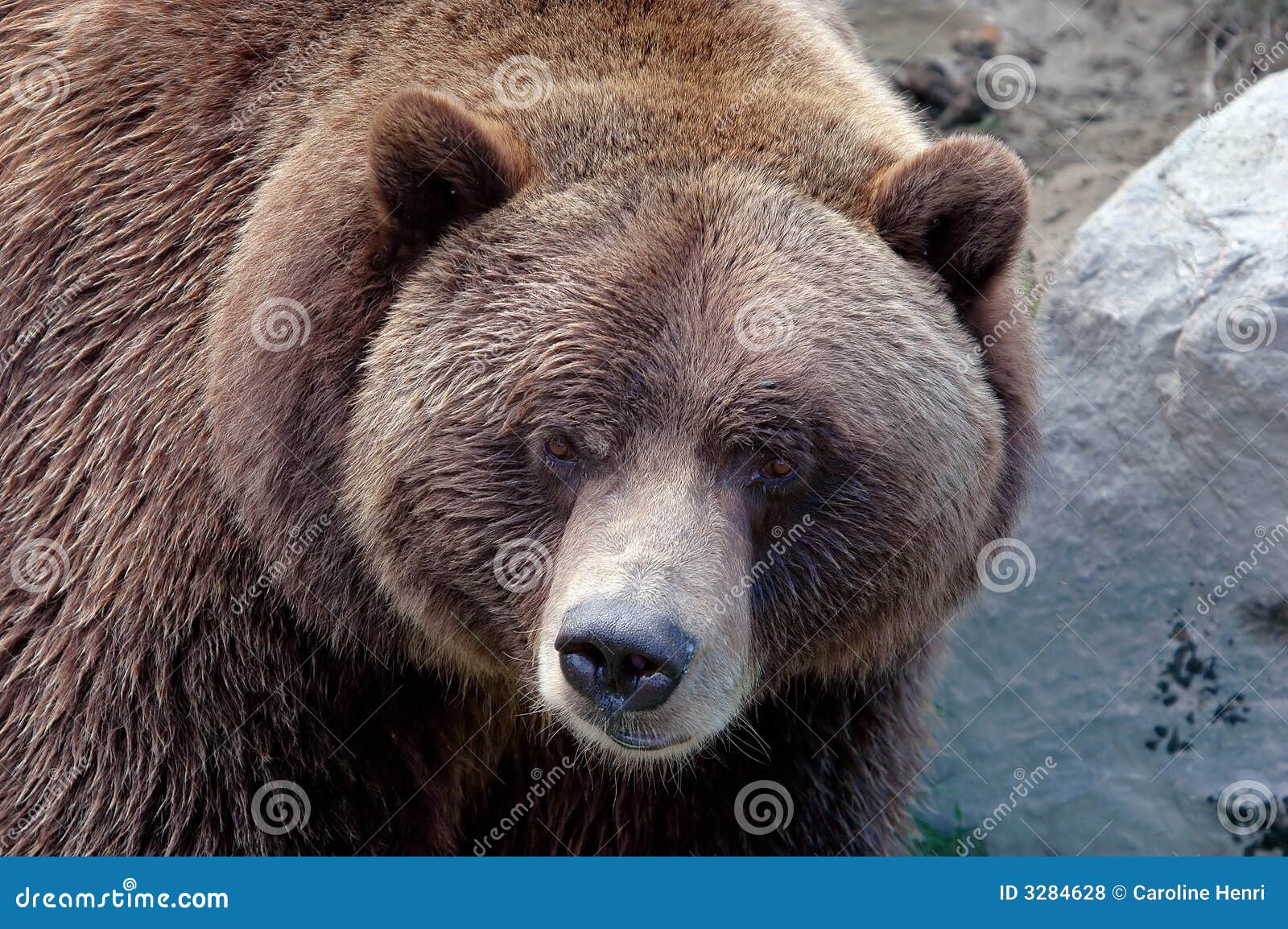 Primo Piano Dell'orso Grigio Fotografia Stock - Immagine di branca ...