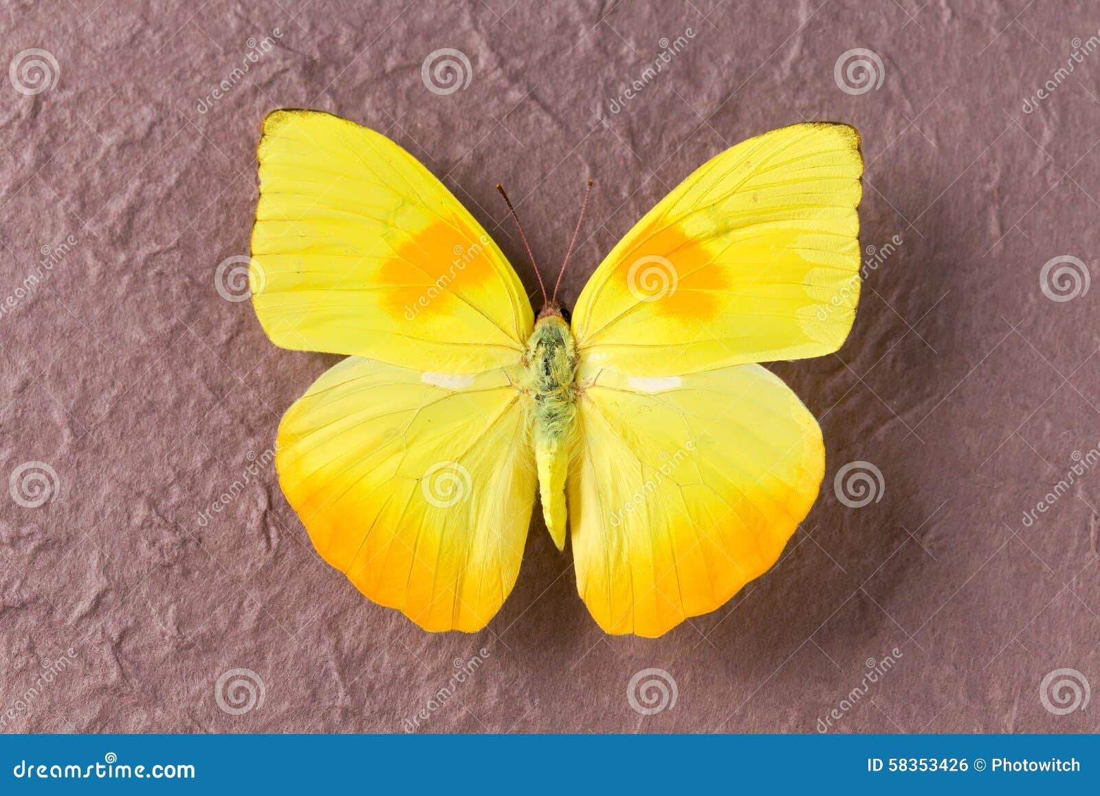 Primo Piano Della Farfalla Gialla Fotografia Stock - Immagine di ...