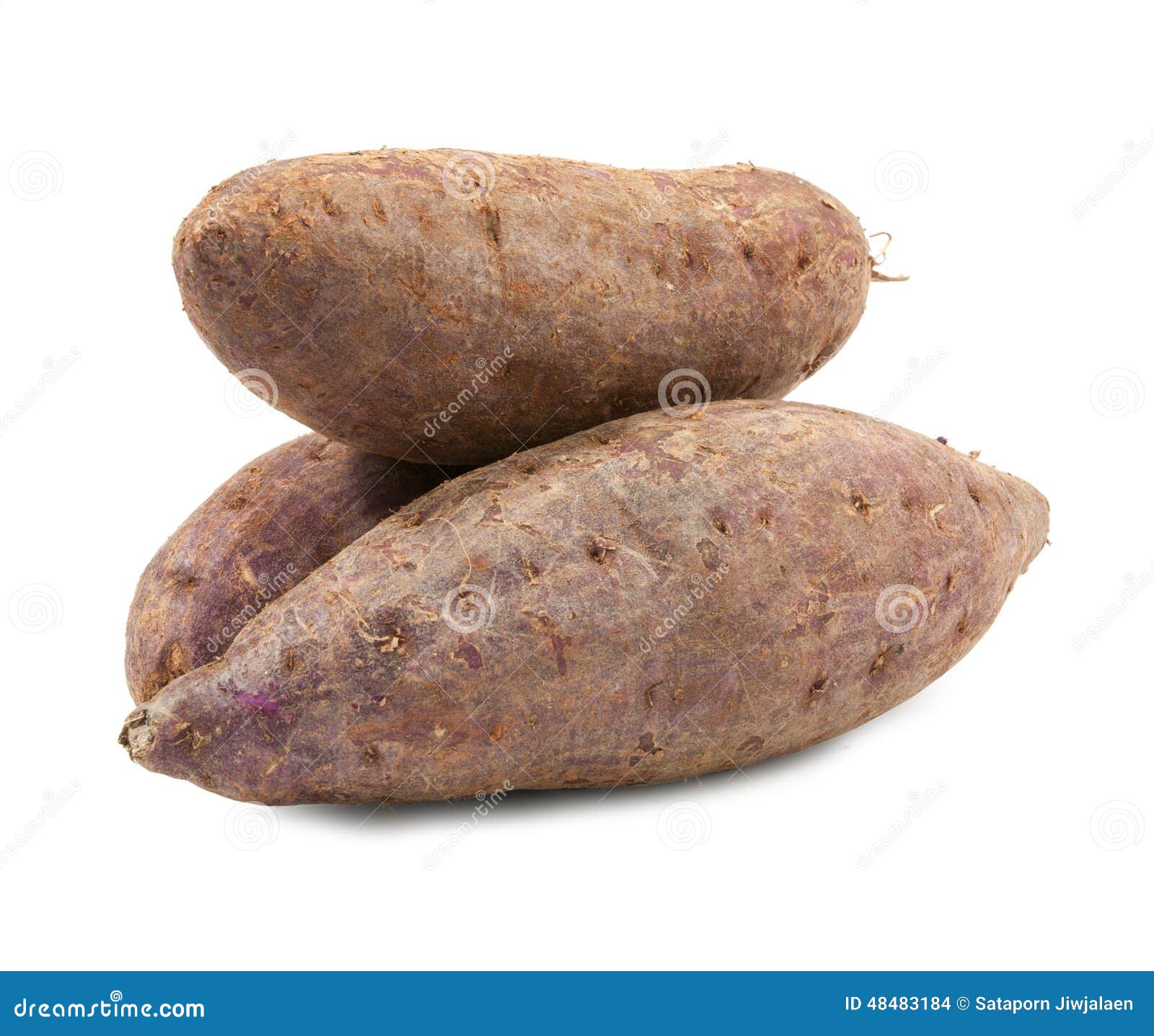 Primo Piano Della Manioca Delle Piante Di Tapioca Fotografia Stock ...