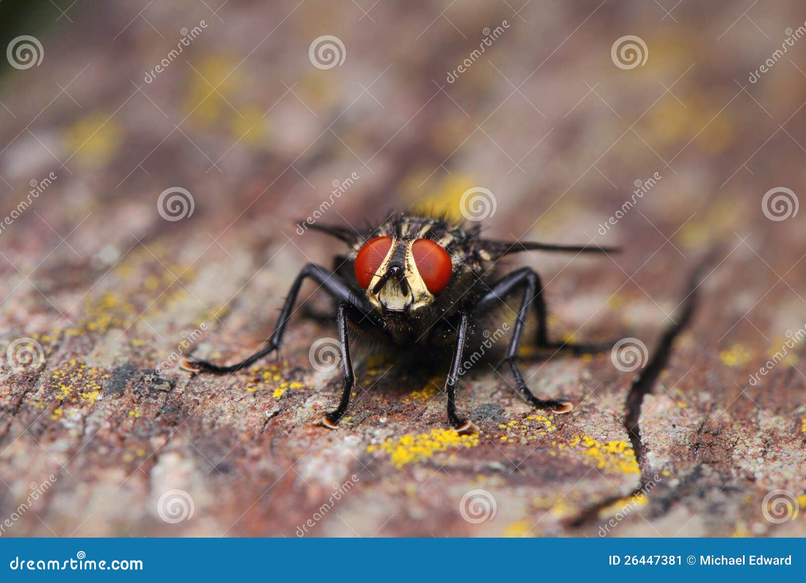 Primo Piano Della Mosca Di Carne Immagine Stock - Immagine di sfondo ...