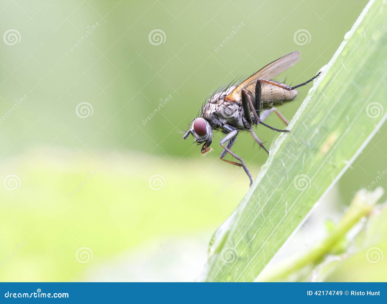 Primo Piano Della Mosca Osservato Rosso Immagine Stock - Immagine di ...